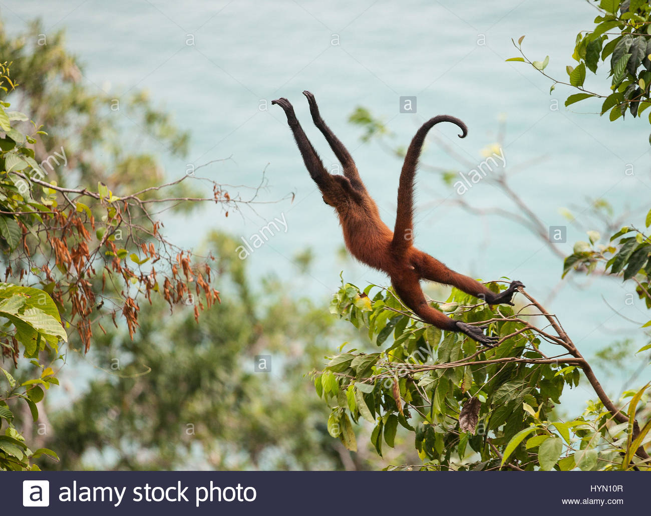 Flying Monkey Stock Photos & Flying Monkey Stock Images - Alamy
