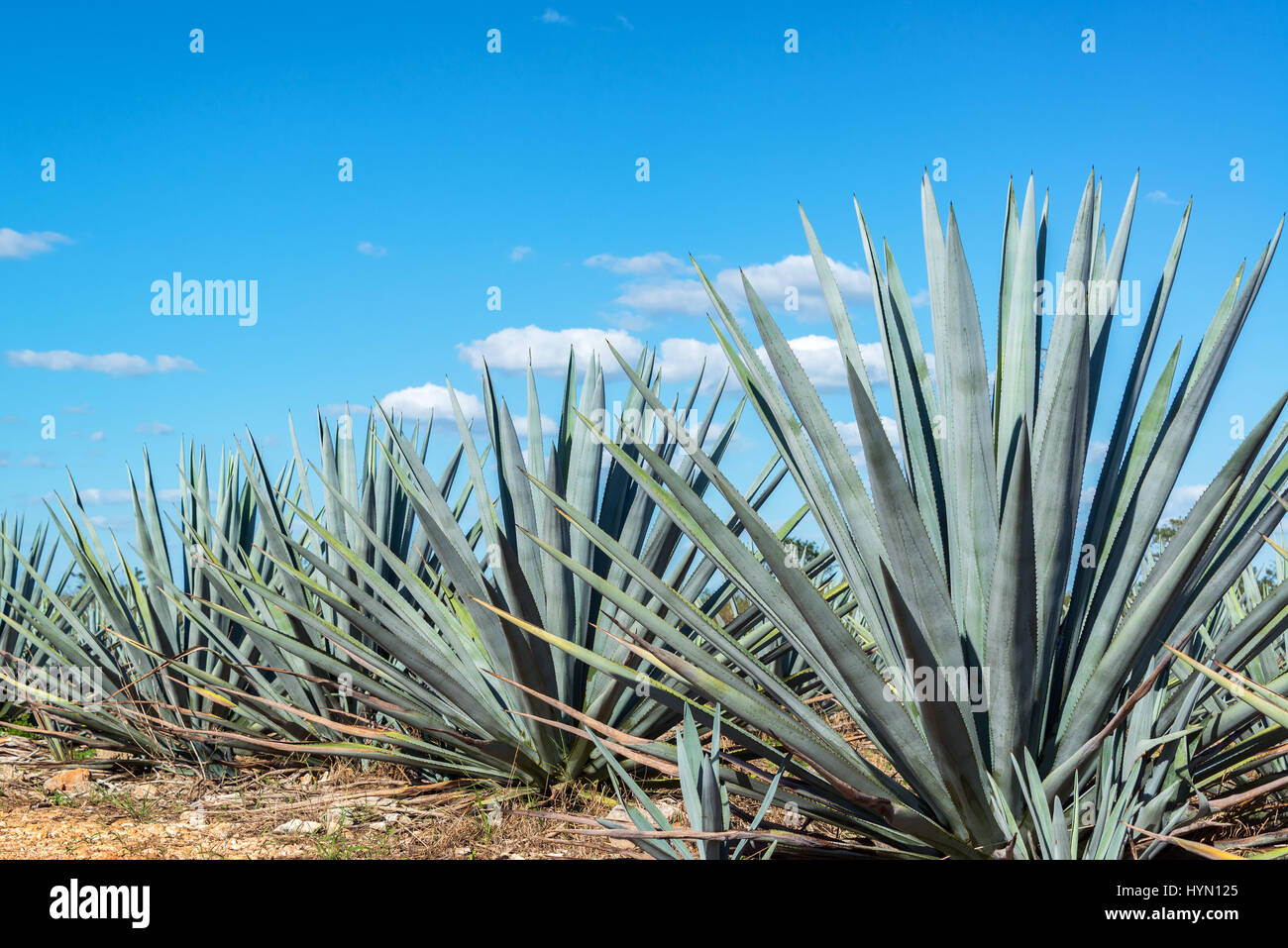 Blue agave plants in Mexico with a beautiful blue sky Stock Photo - Alamy