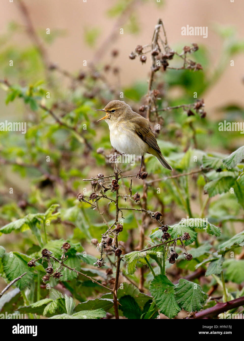 Nest of chiffchaff uk hi-res stock photography and images - Alamy