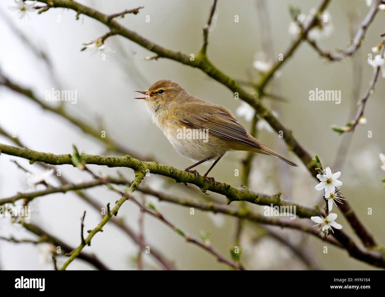 Chiffchaff nest hi-res stock photography and images - Alamy