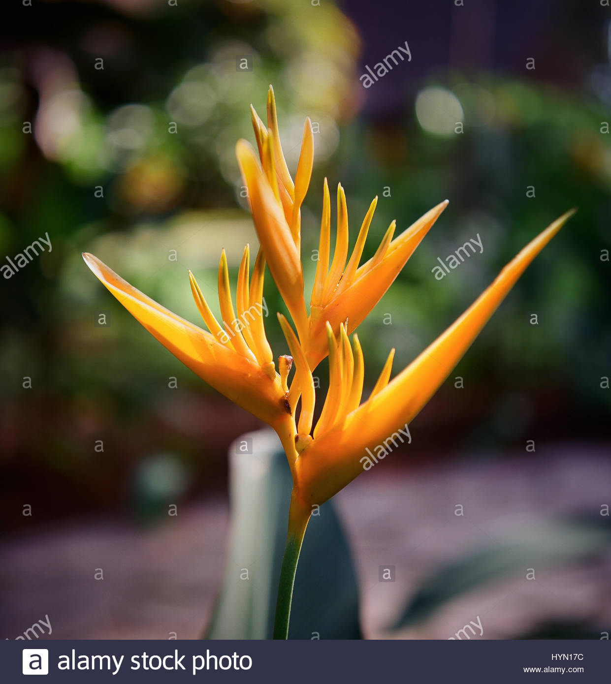 Parrots Beak Stock Photos & Parrots Beak Stock Images - Alamy
