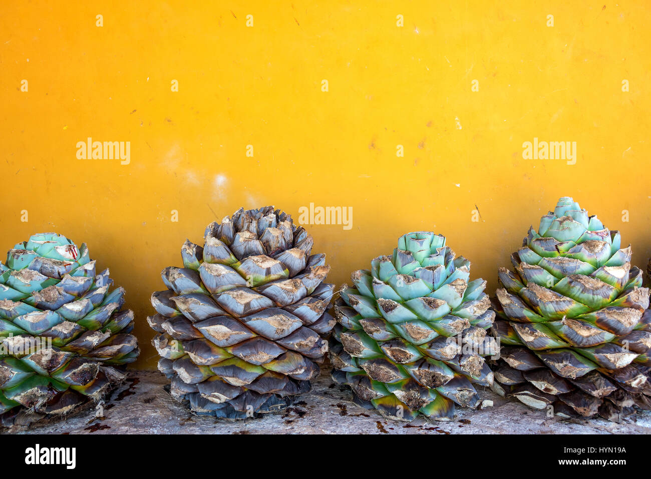 Blue agave pineapples hi-res stock photography and images - Alamy