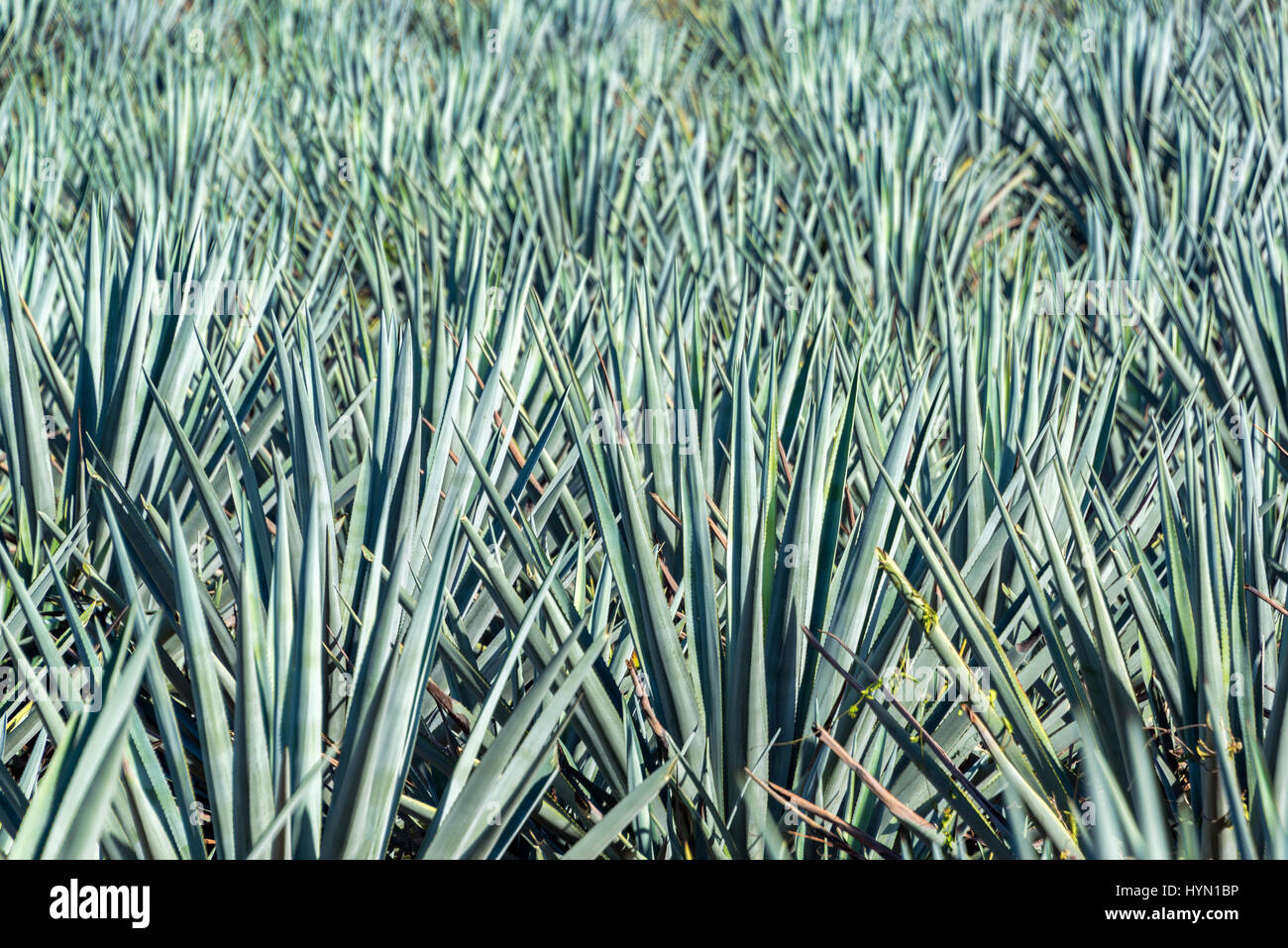 Field of blue agave plants in a field in Mexico. Blue agave is the main ...