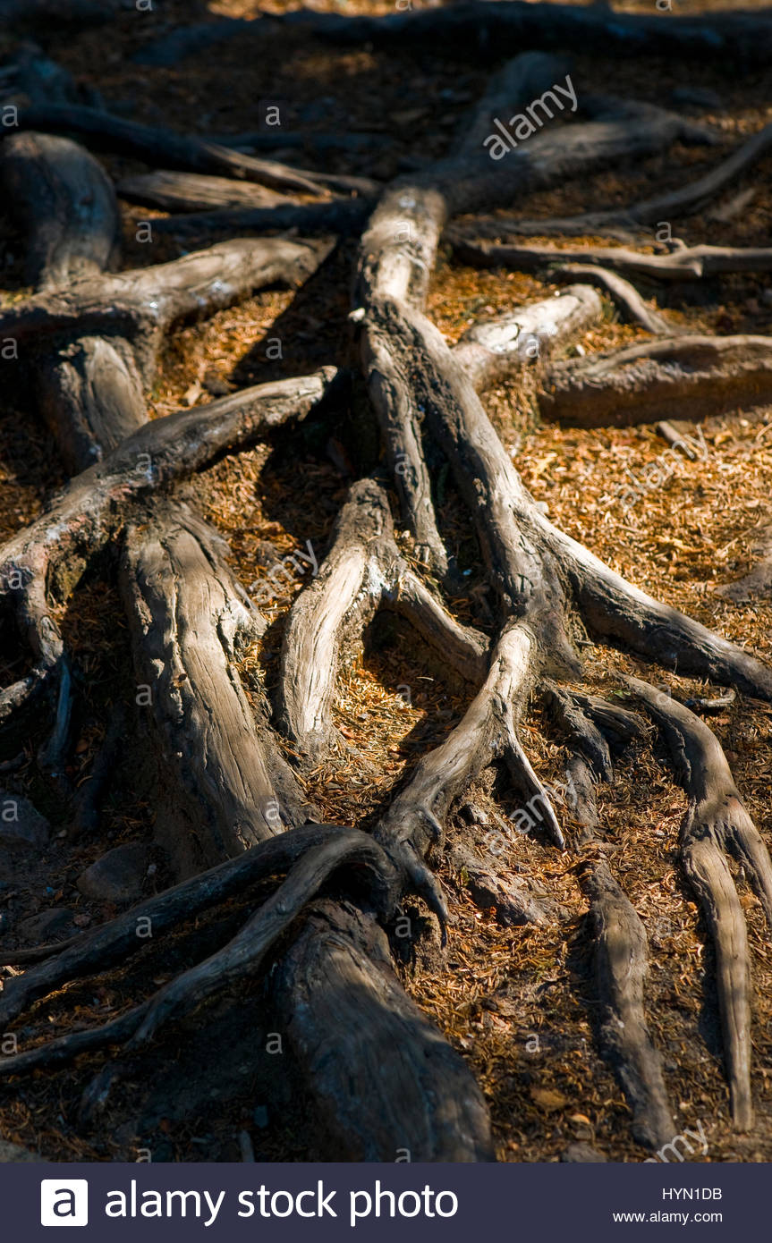 Tree Roots Pattern Stock Photos & Tree Roots Pattern Stock Images - Alamy