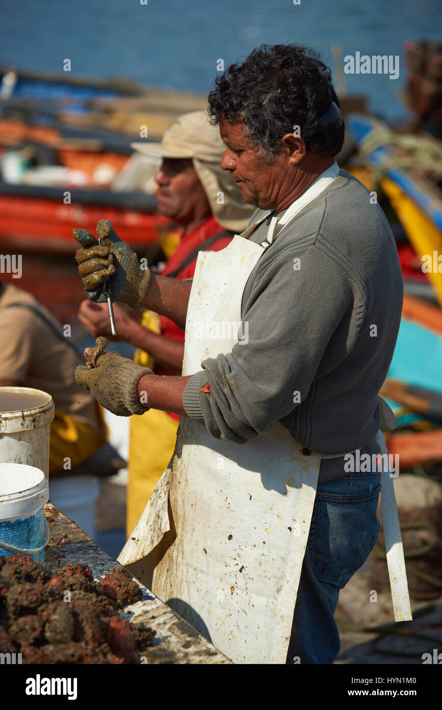 Fisherman at Arica in Chile, removing the succulent orange coloured ...