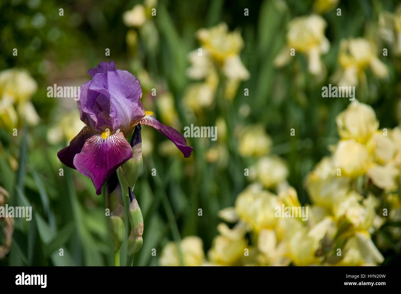 Irises in bloom in the spring, Indiana Stock Photo - Alamy