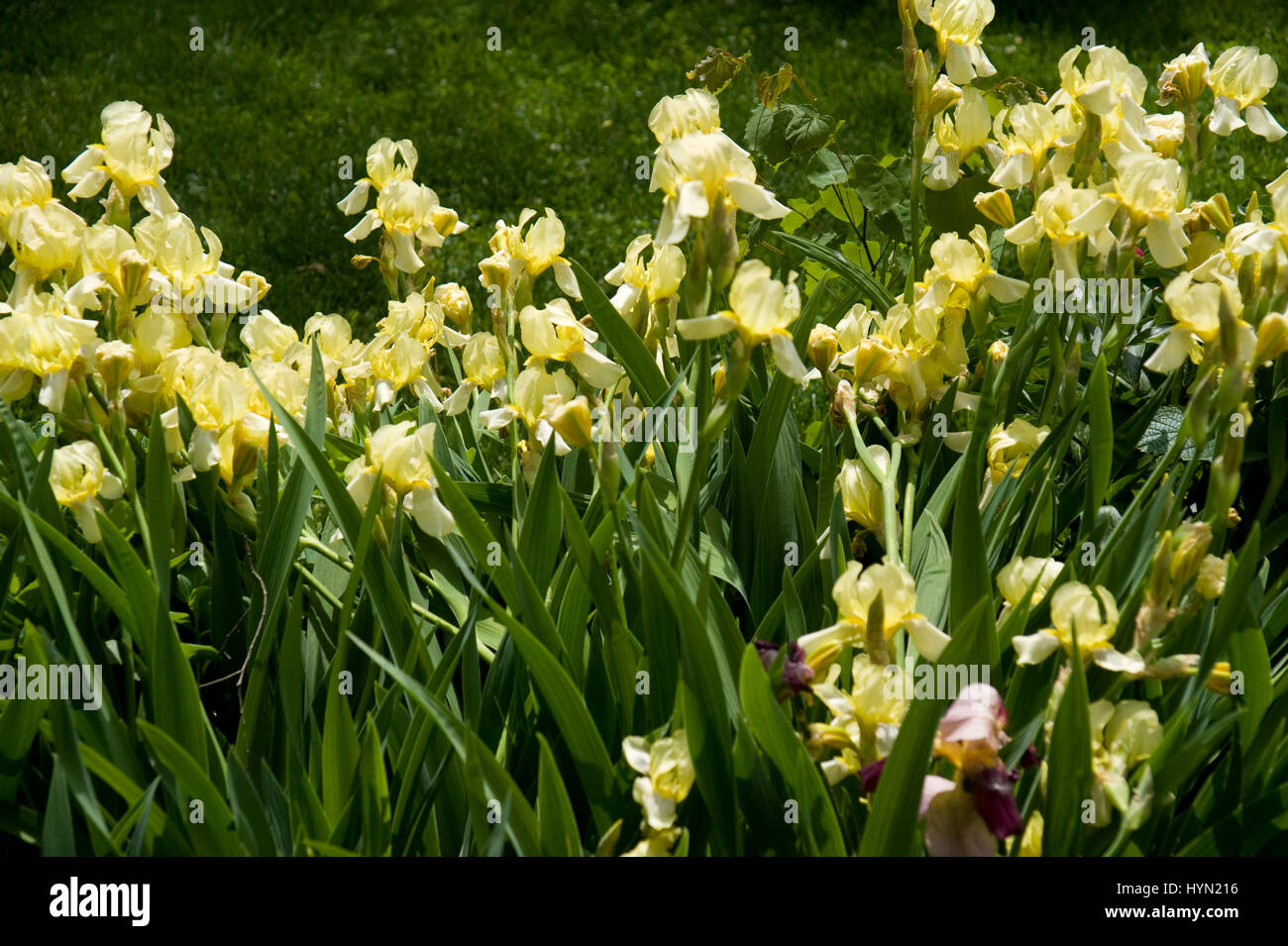 Irises in bloom in the spring, Indiana Stock Photo - Alamy