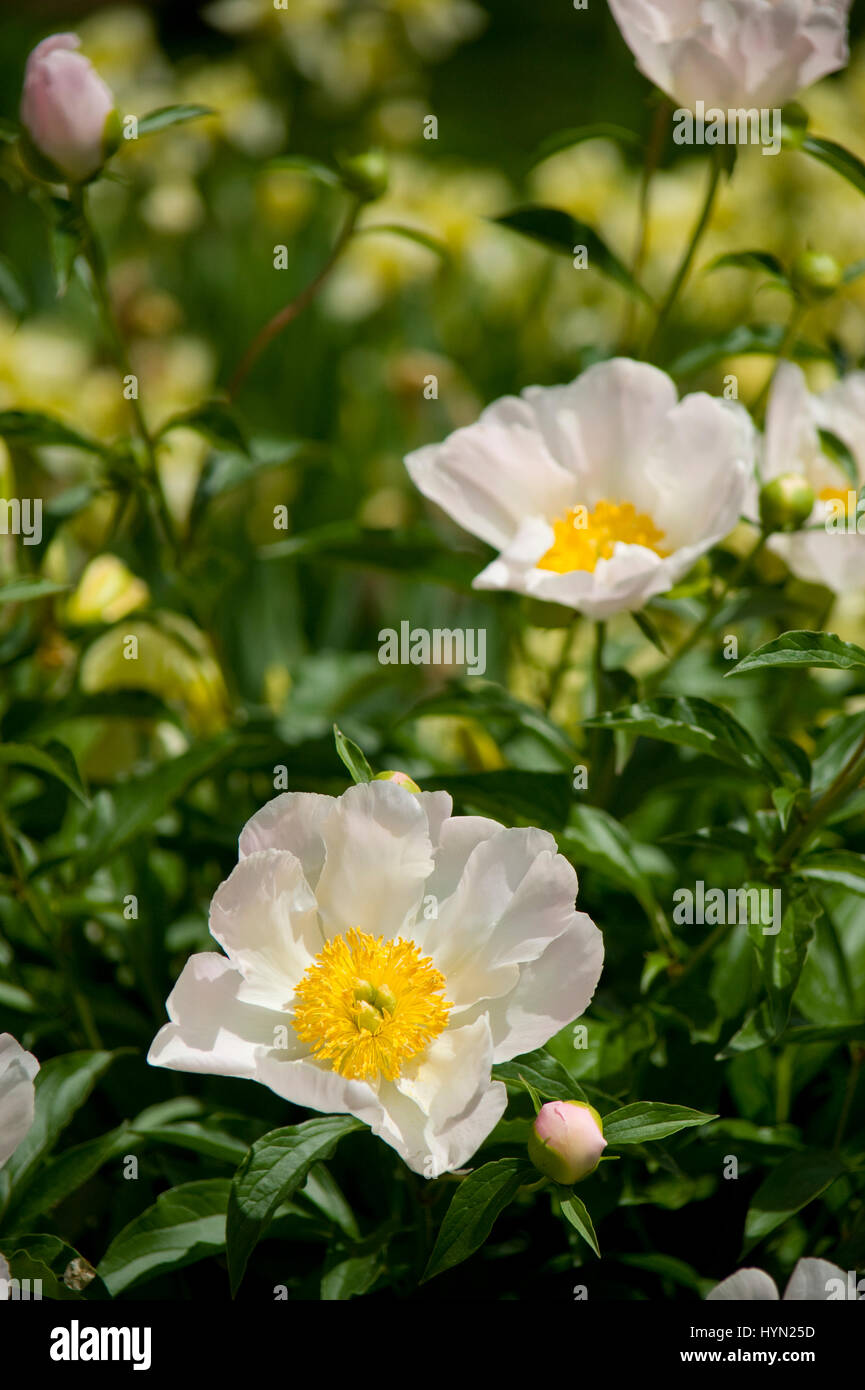 Perennial peonies hi-res stock photography and images - Alamy