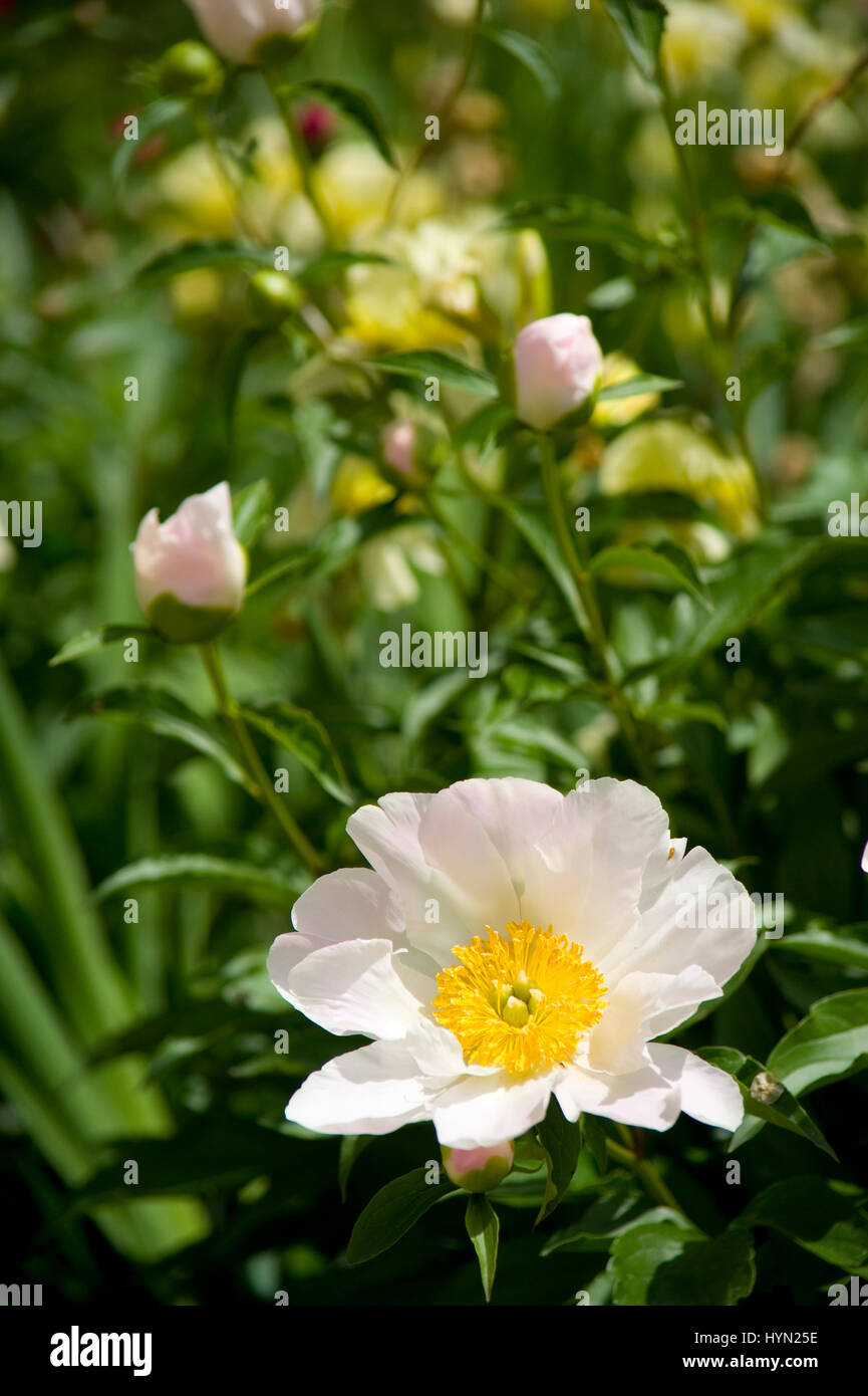 Perennial peonies hi-res stock photography and images - Alamy