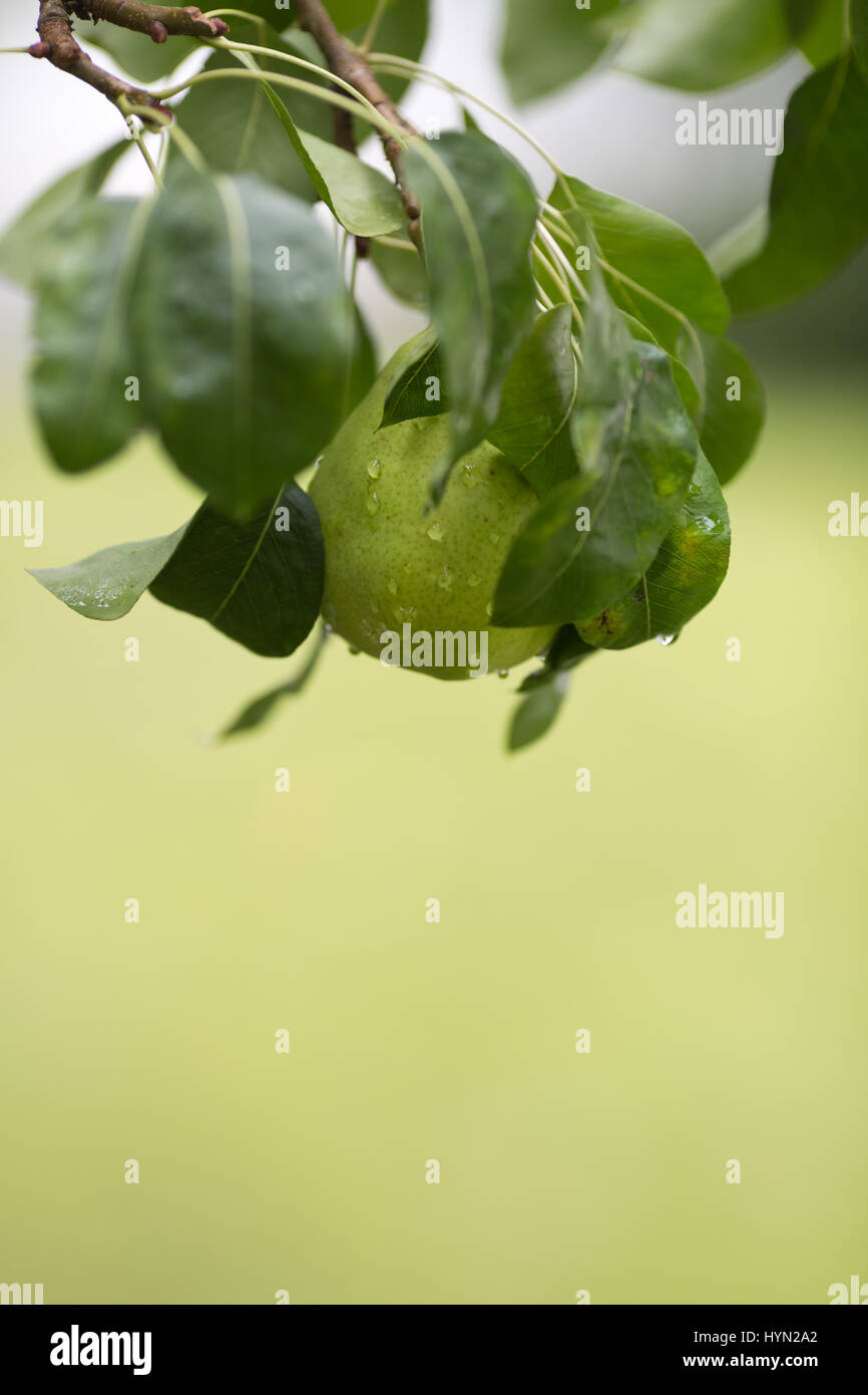 Ripe pear with rain drops hanging from the tree Stock Photo - Alamy