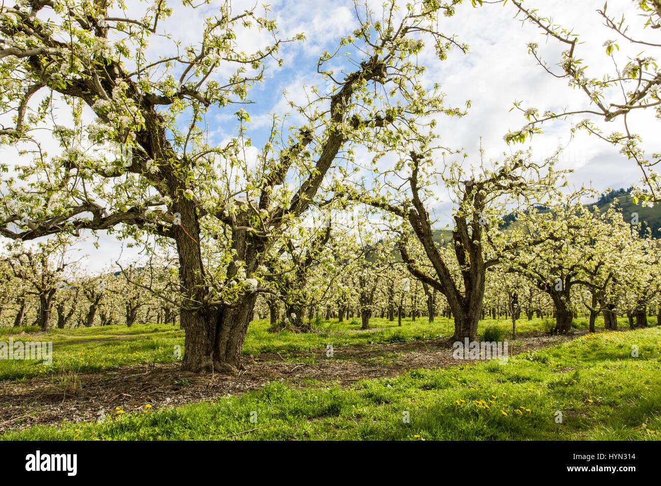 Apple trees in bloom hi-res stock photography and images - Alamy