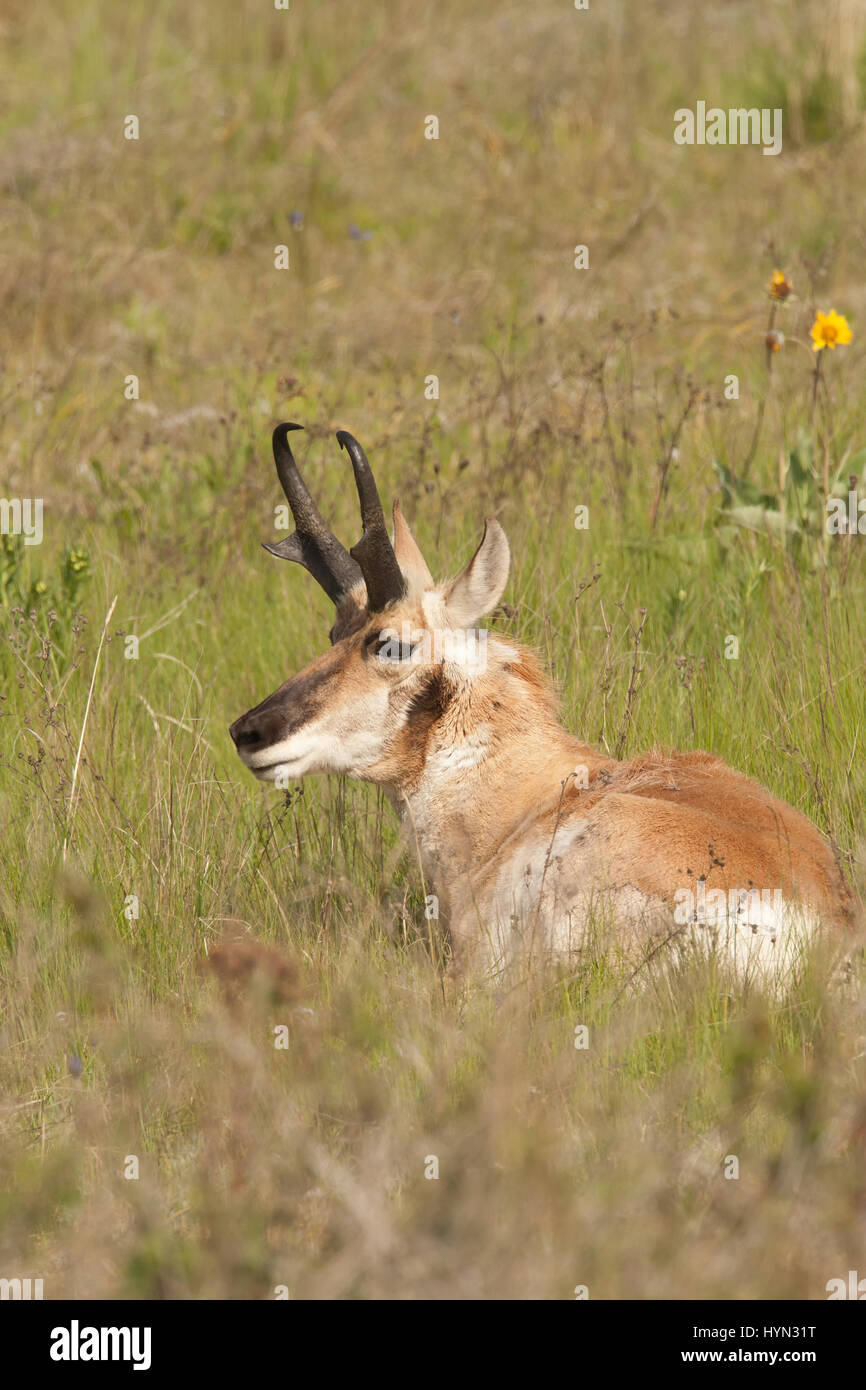 Male pronghorn resting in National Bison Range, Montana Stock Photo - Alamy