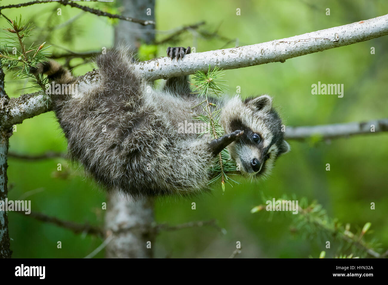 Adolescent raccoon hi-res stock photography and images - Alamy