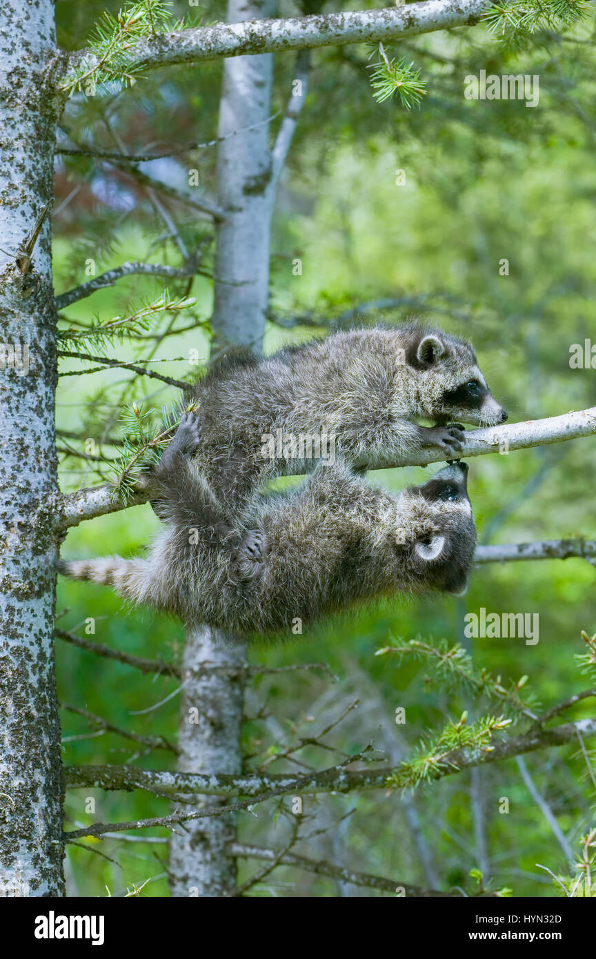 Two Common Raccoons hanging from a branch in a tree in Bozeman, Montana ...