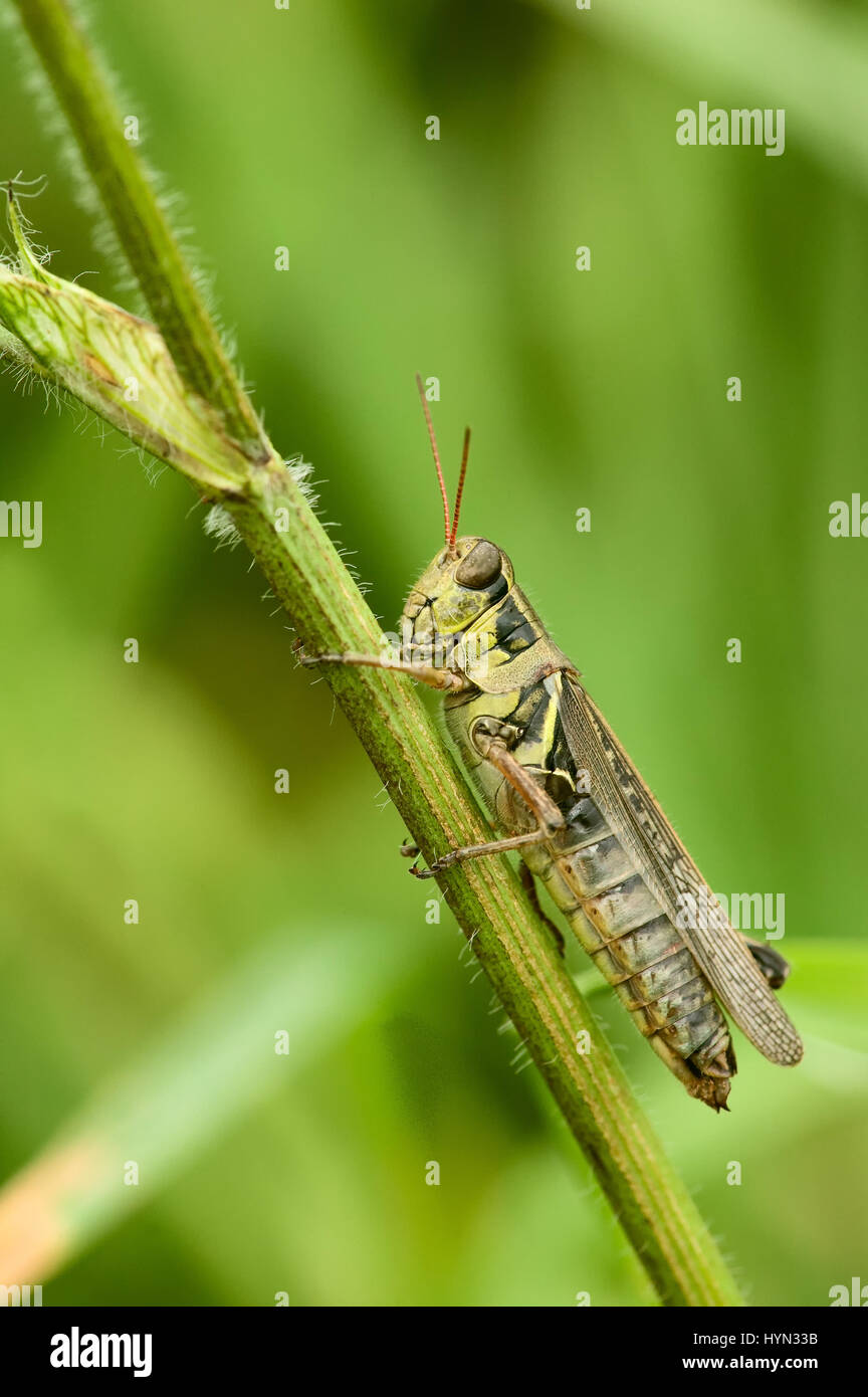 Red-legged Locust (Melanoplus femur-rubrum) perched on the furry stalk ...