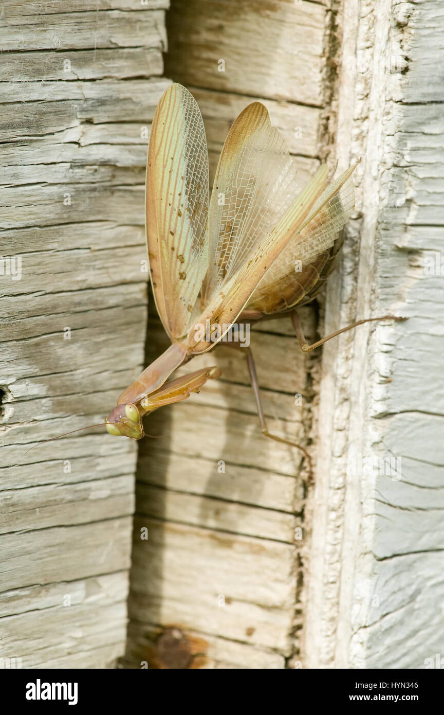 Female Praying Mantis (Mantis religiosa) on wood bin in an orchard near ...