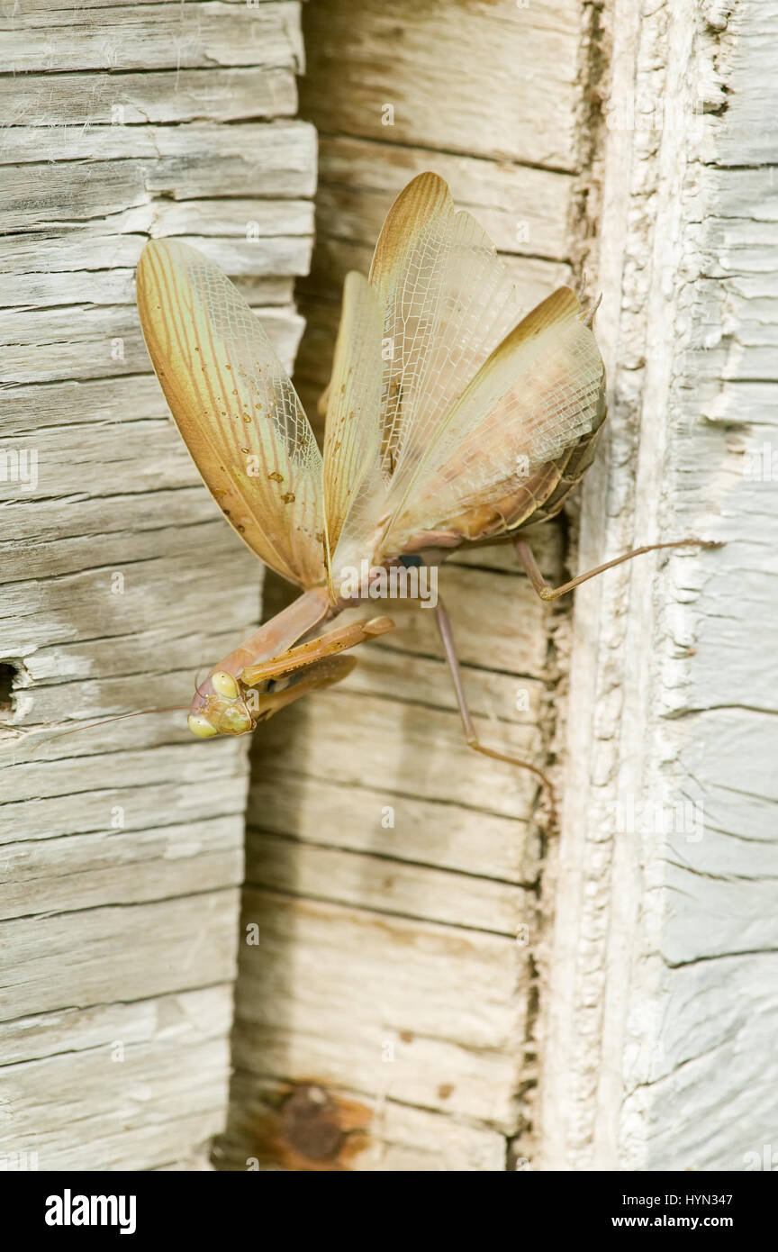 Wood crate head on hi-res stock photography and images - Alamy