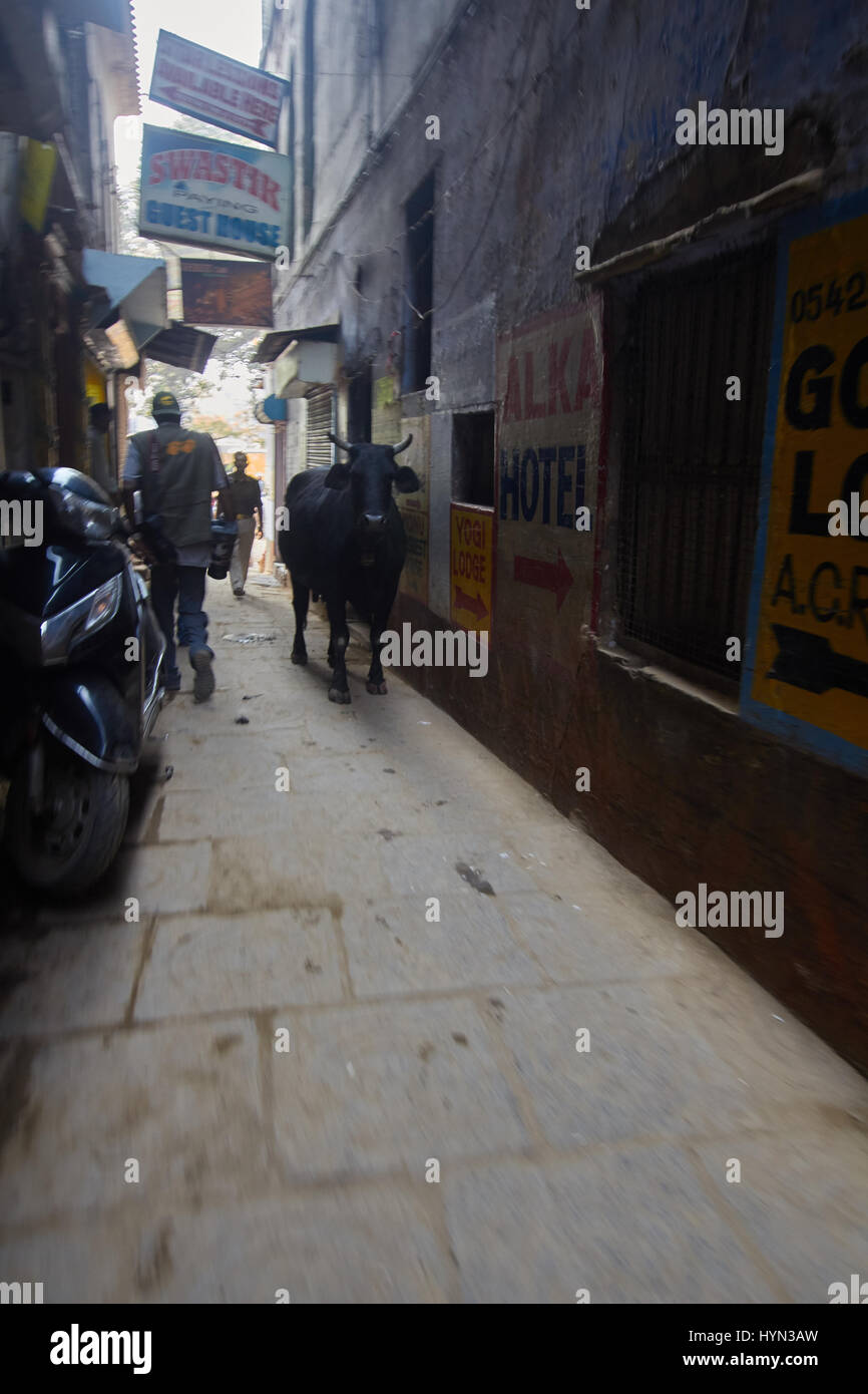 Indian people in alleyway in the holy city of Varanasi, Benares ...