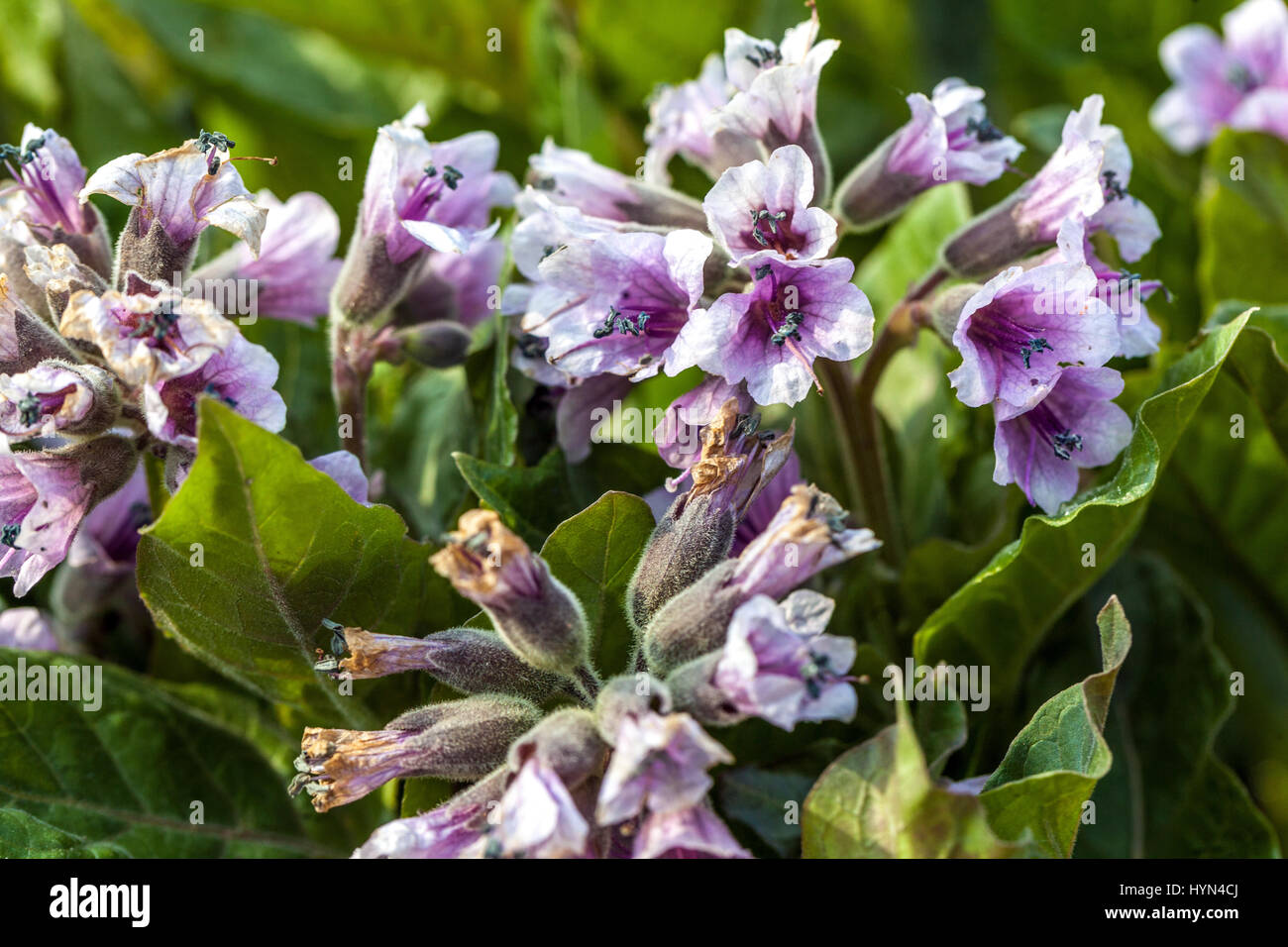 Physochlaina orientalis hi-res stock photography and images - Alamy