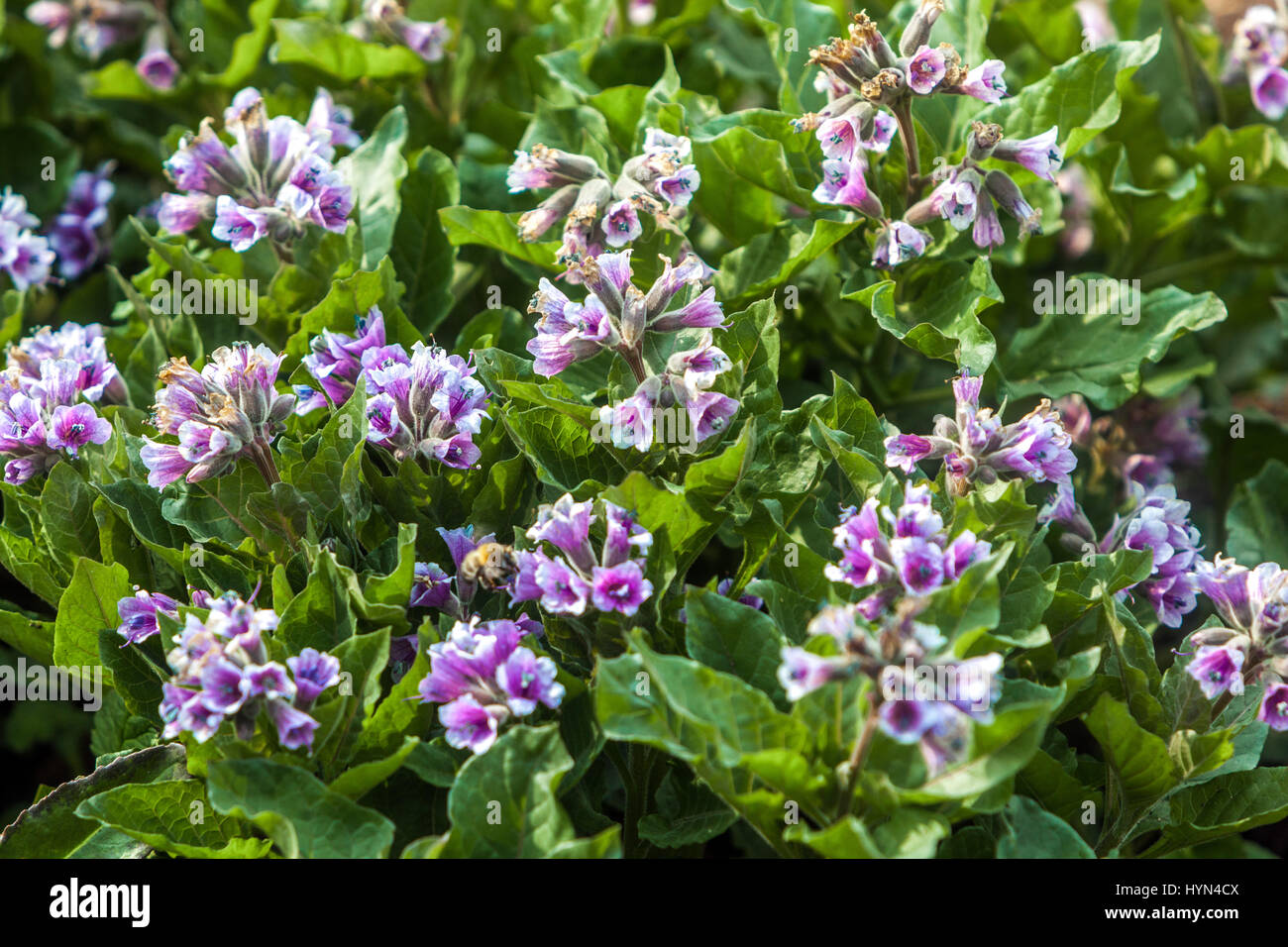 Physochlaina orientalis hi-res stock photography and images - Alamy