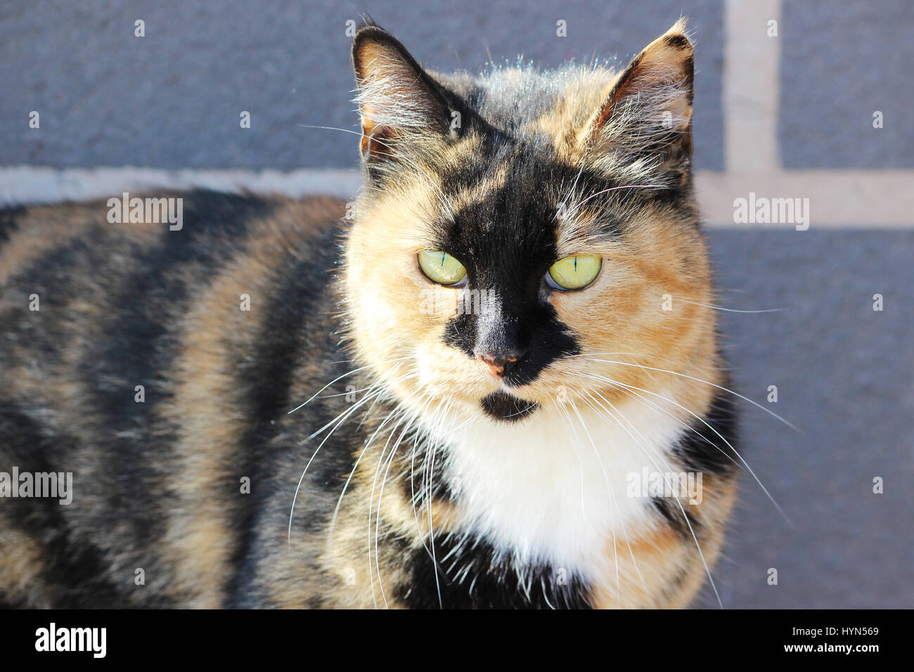 Stray Cats Tortoise Shell