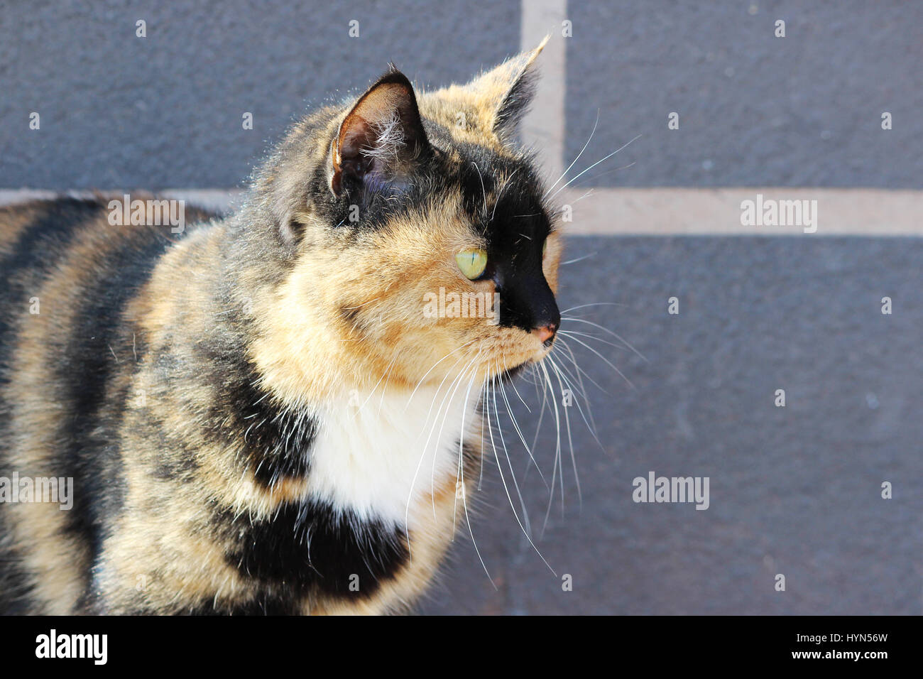 Stray Cats Tortoise Shell