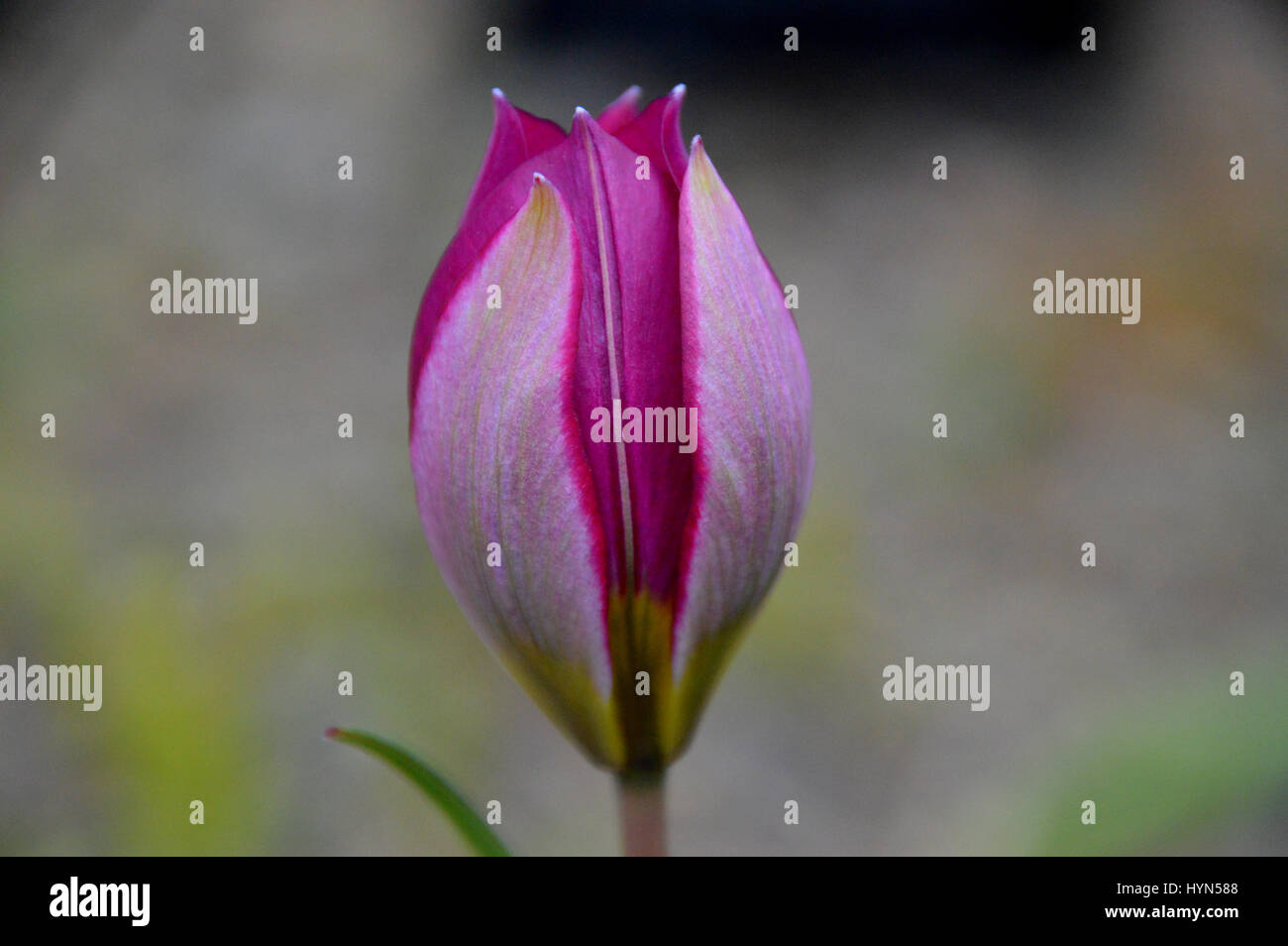 Close up of the Miniature Tulip Humilis "Persian Pearl" grown in a ...