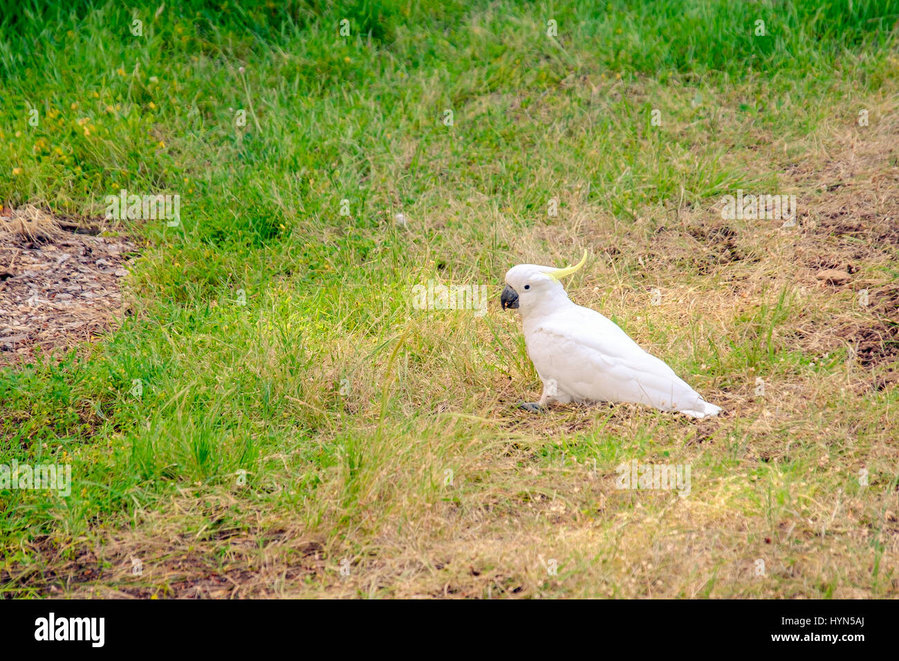 White australian cockatoo sitting on grass in park Stock Photo - Alamy