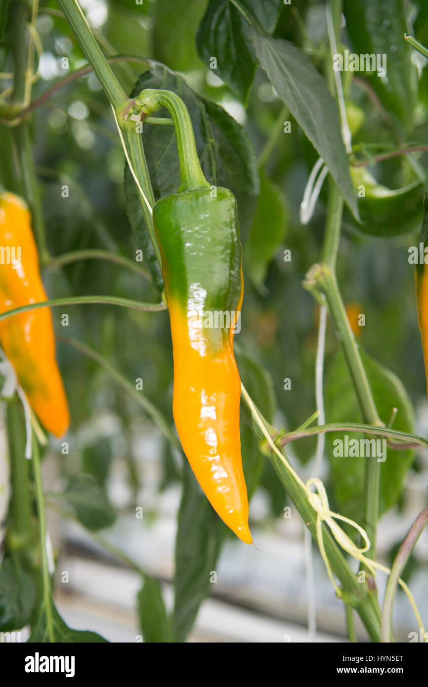 Tasty organic sweet paprika plants growth in big Dutch greenhouse ...
