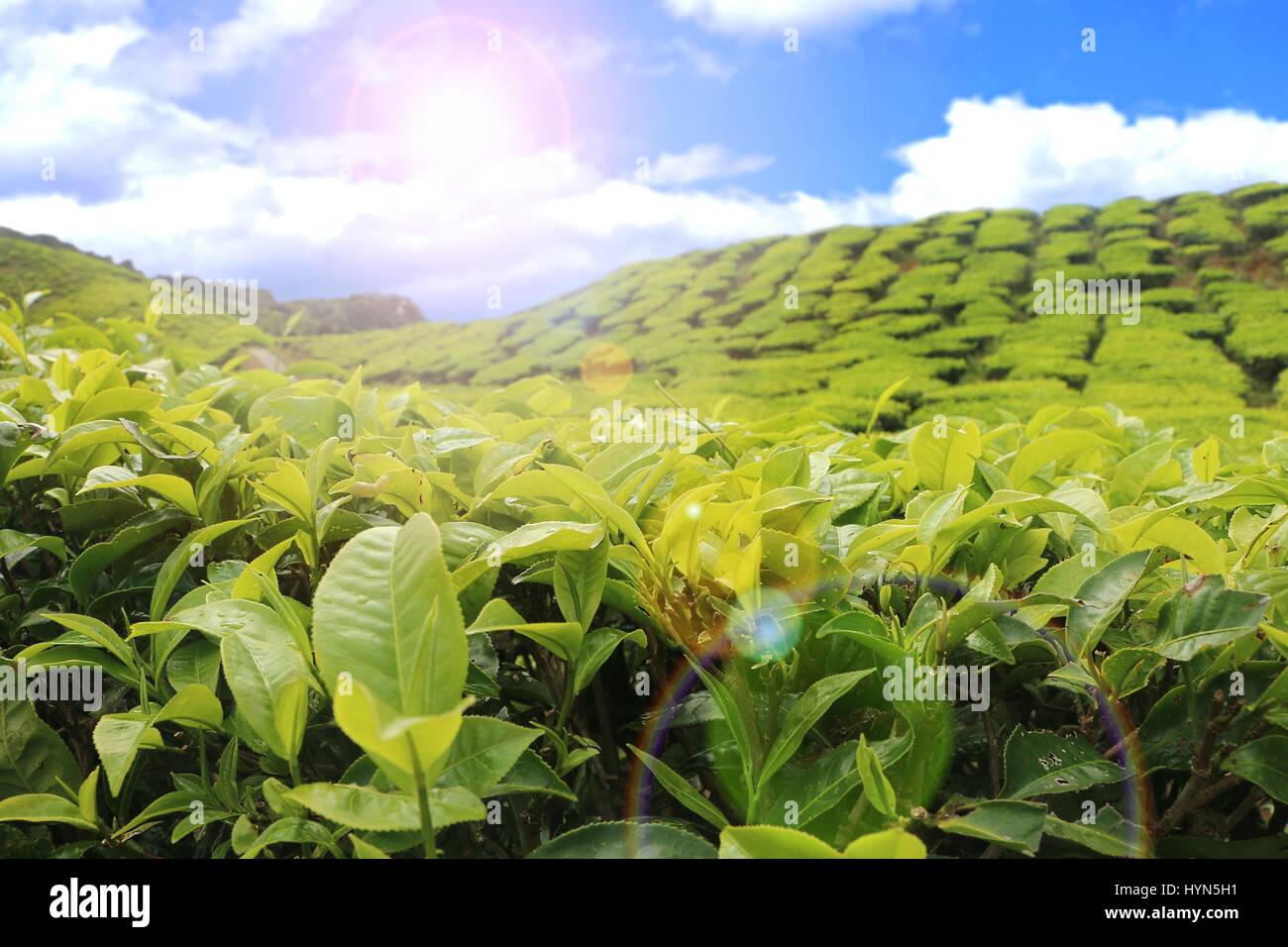 Tea farm with morning sunlight Stock Photo - Alamy