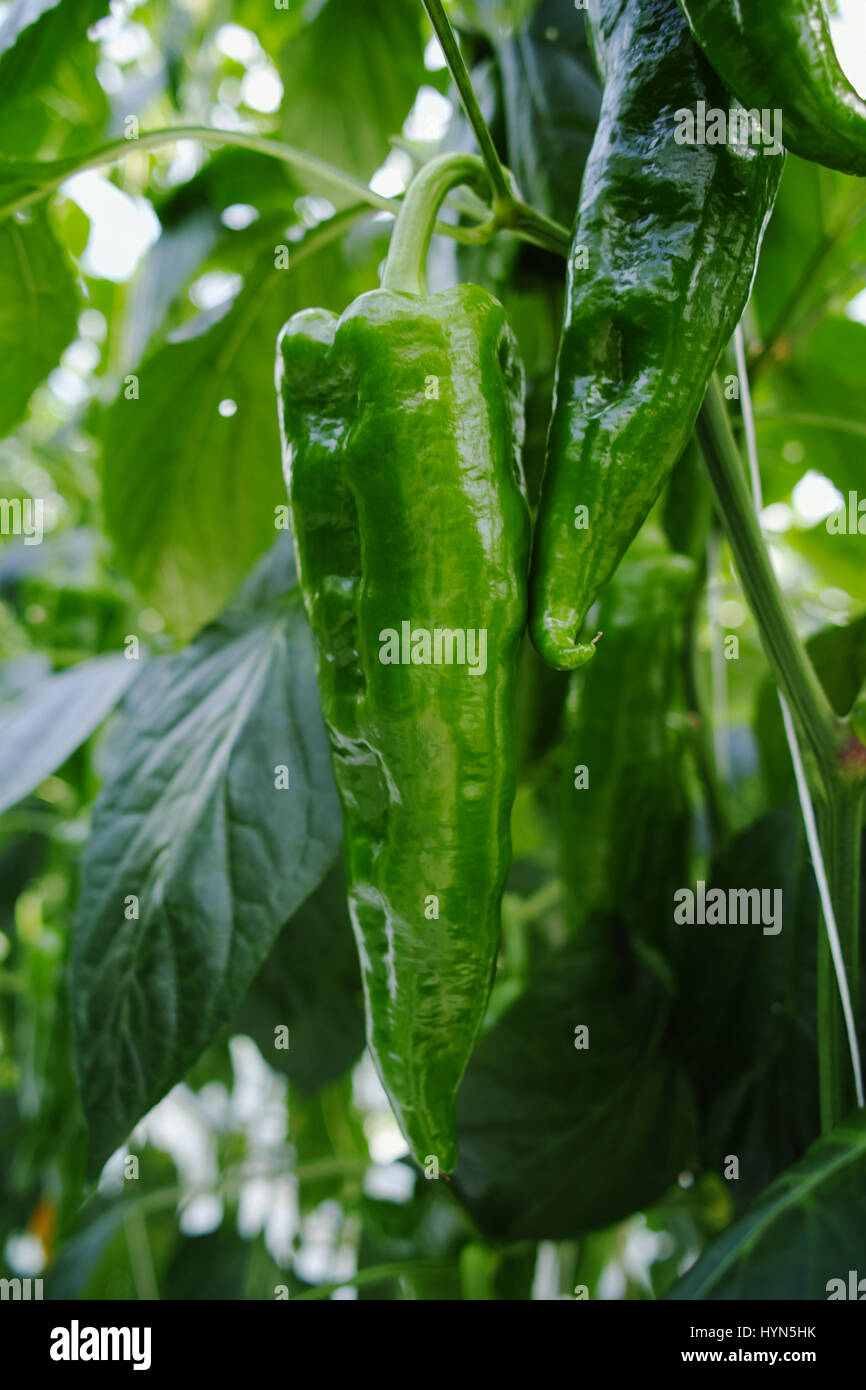 Tasty organic sweet paprika plants growth in big Dutch greenhouse ...