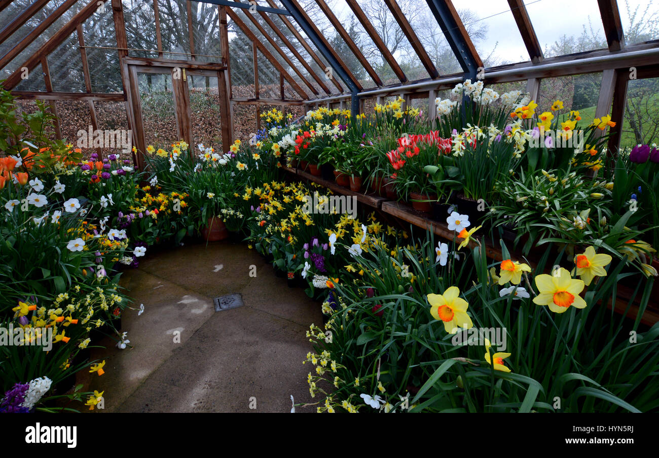 Spring Flowers in a Greenhouse at RHS Garden Harlow Carr, Harrogate ...