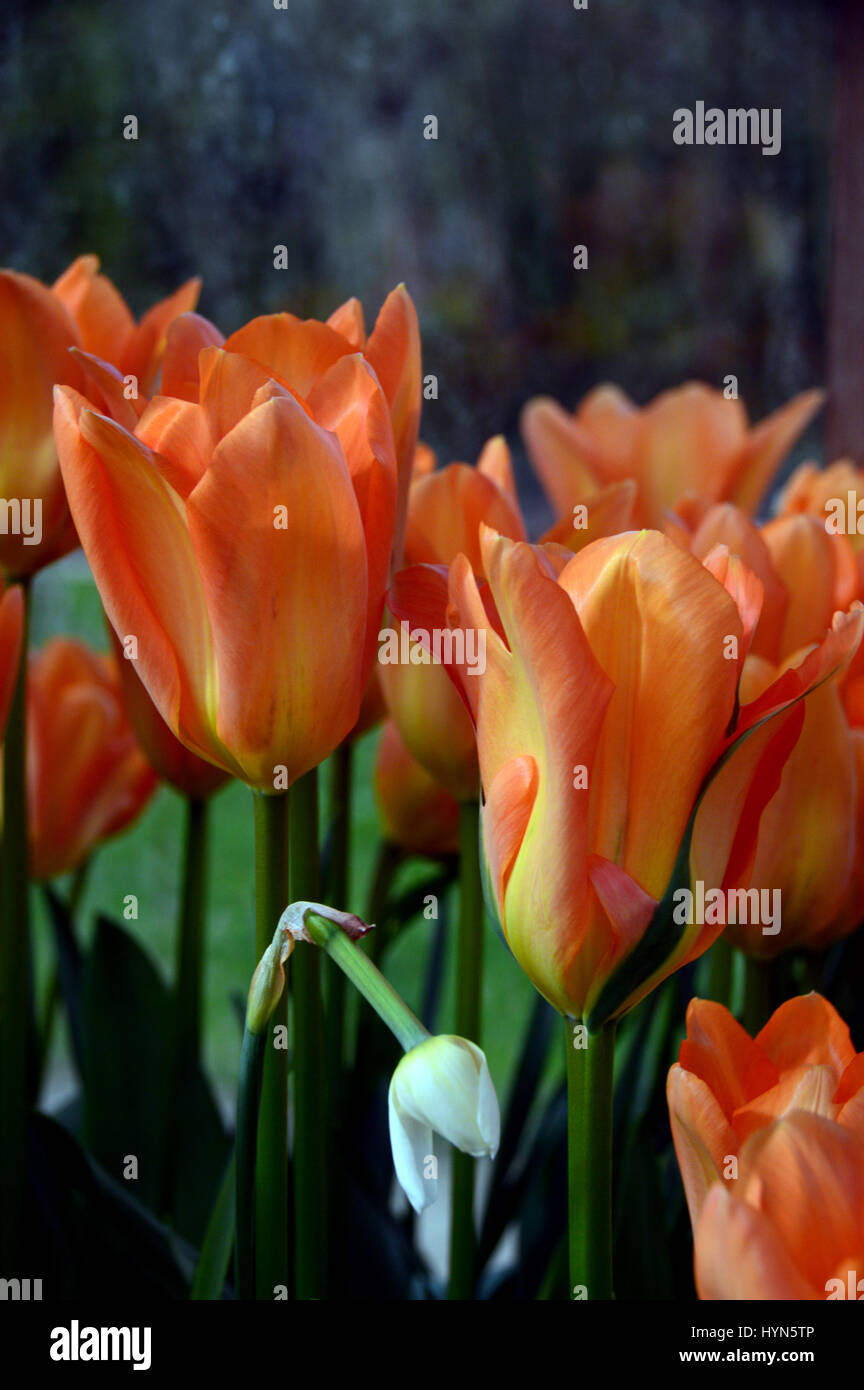 A Display of Bright Orange Tulips Grown in a Greenhouse at RHS Garden ...