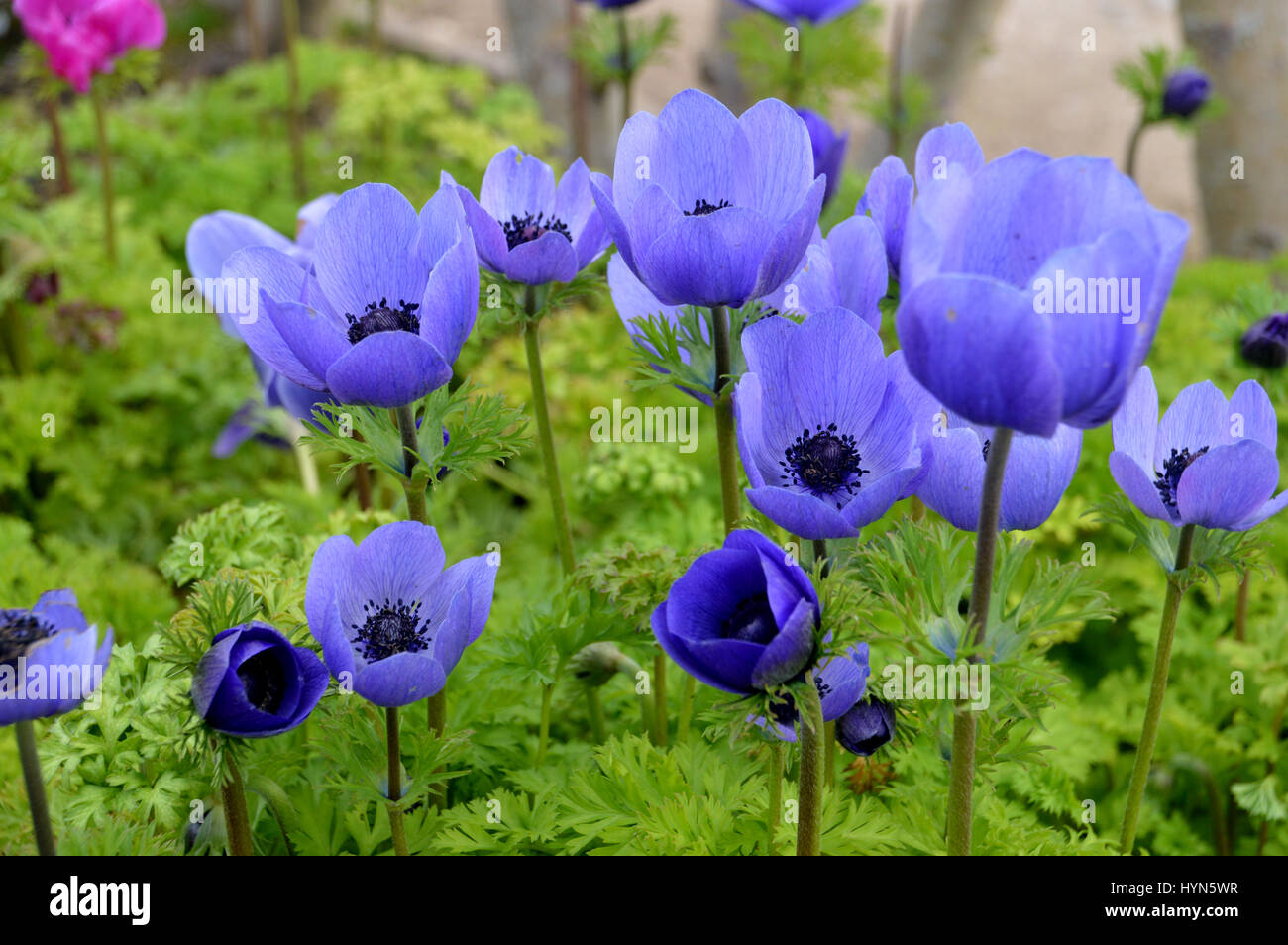 A Display of Mixed Anemone coronaria (De Caen Group) Grown in a Border ...