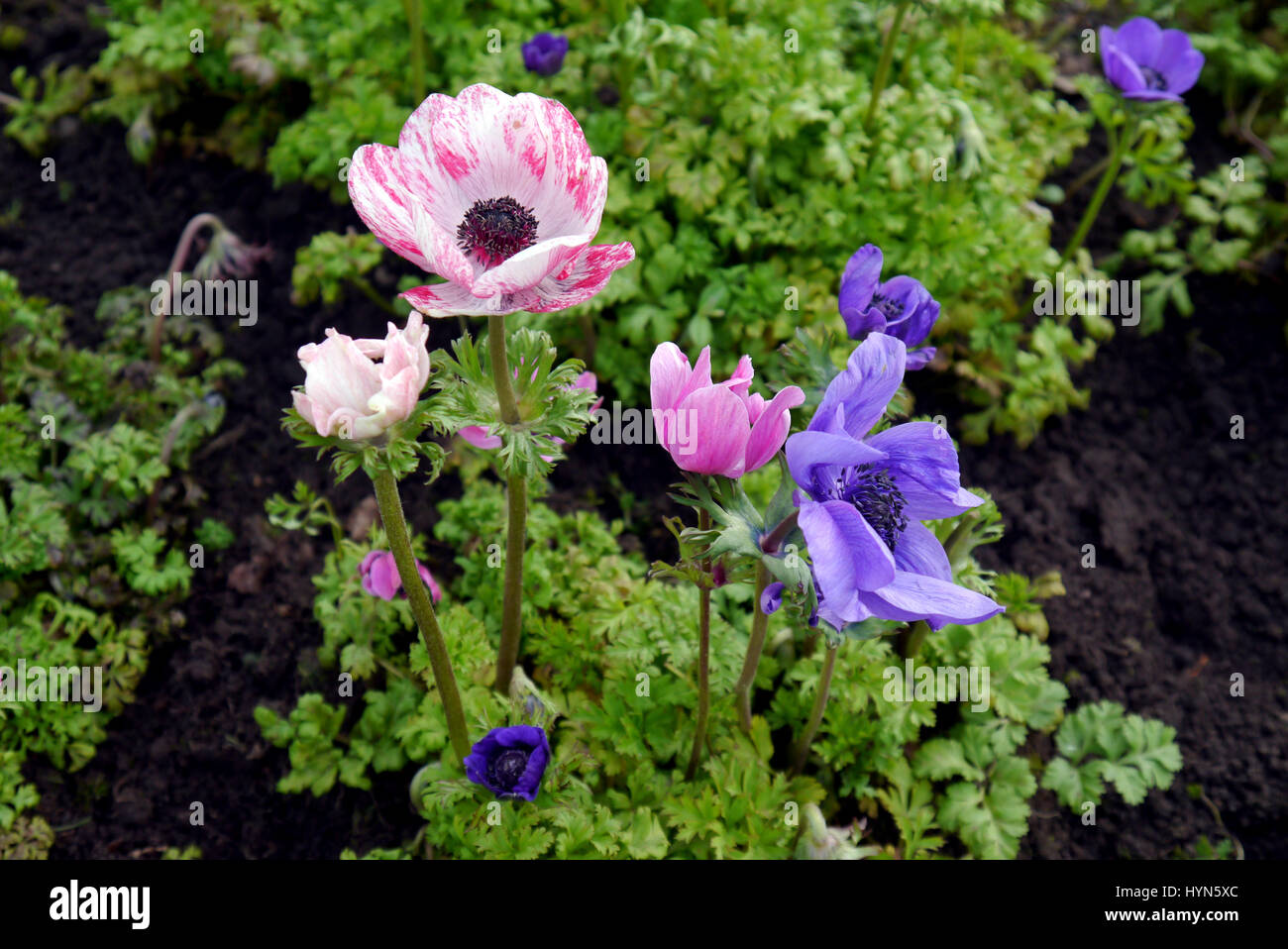 A Display of Mixed Anemone coronaria (De Caen Group) Grown in a Border ...