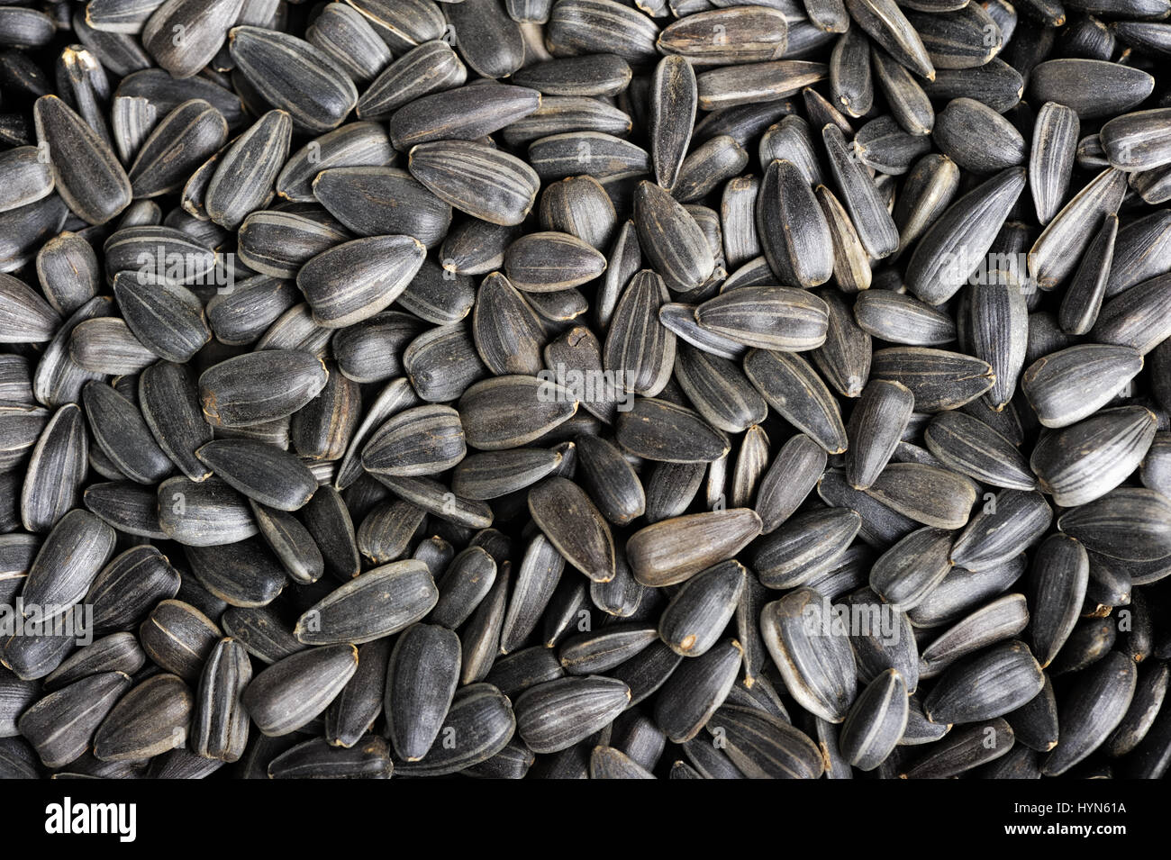 Sunflower seeds background Stock Photo - Alamy