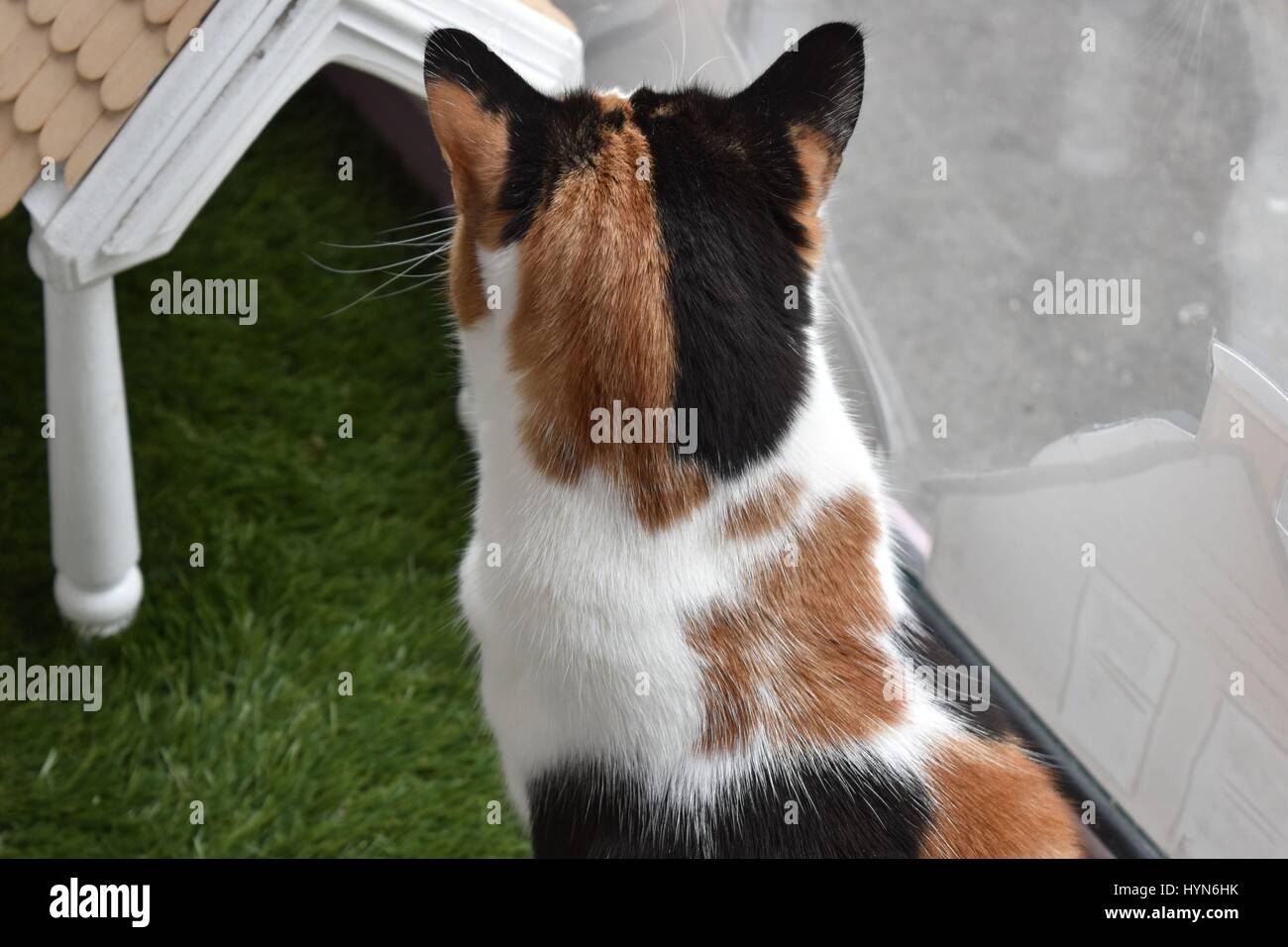 Back of cat's head Stock Photo - Alamy