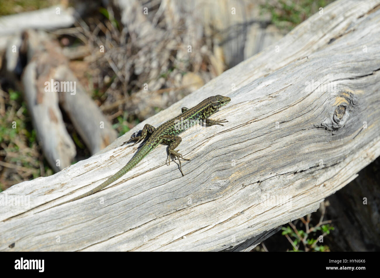 Lizard outdoors hi-res stock photography and images - Alamy