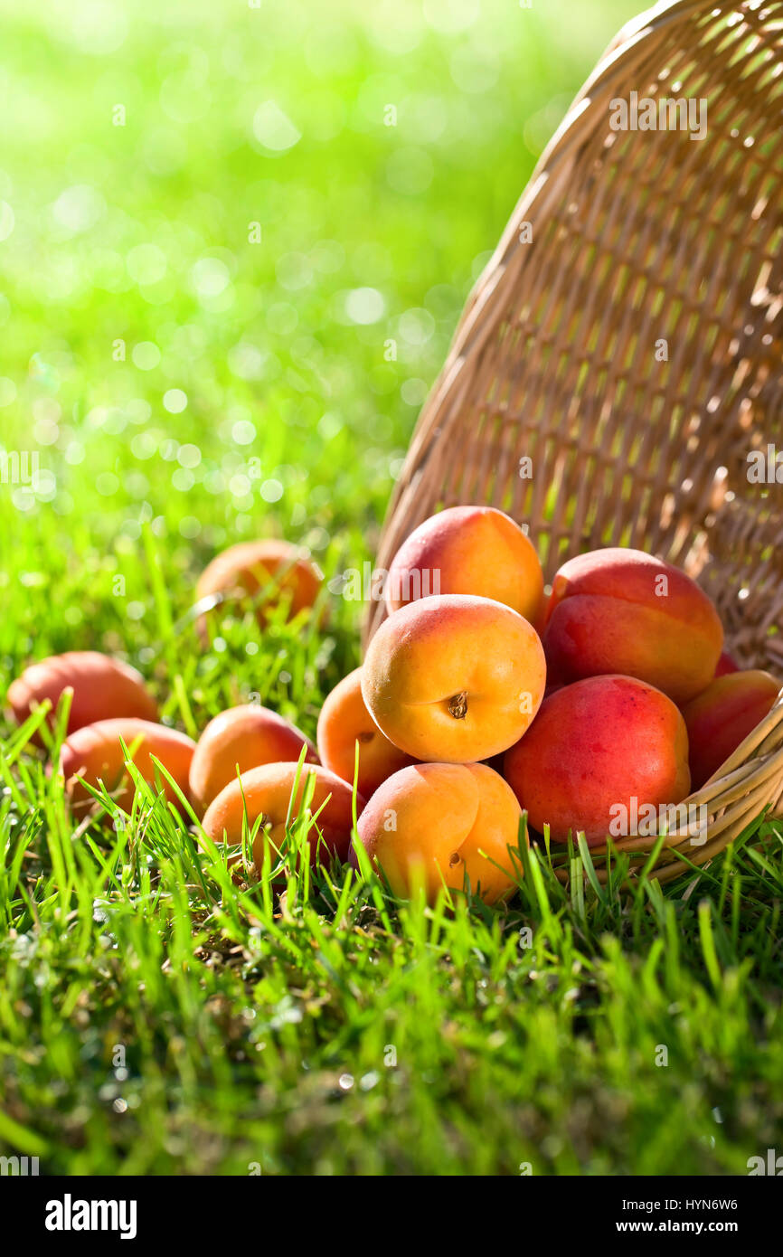 Basket with fresh juicy apricots on a green grass . Sunny summer day in ...