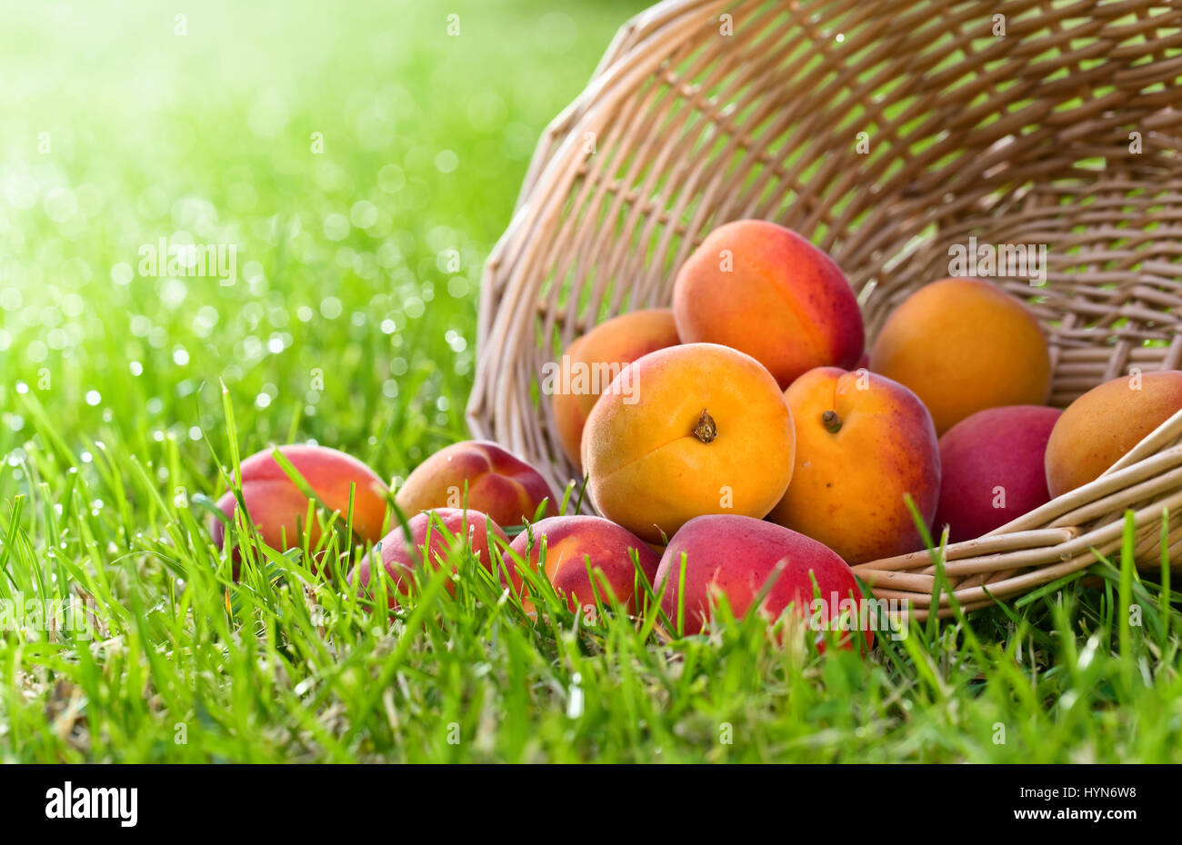 Basket with fresh juicy apricots on a green grass . Sunny summer day in ...