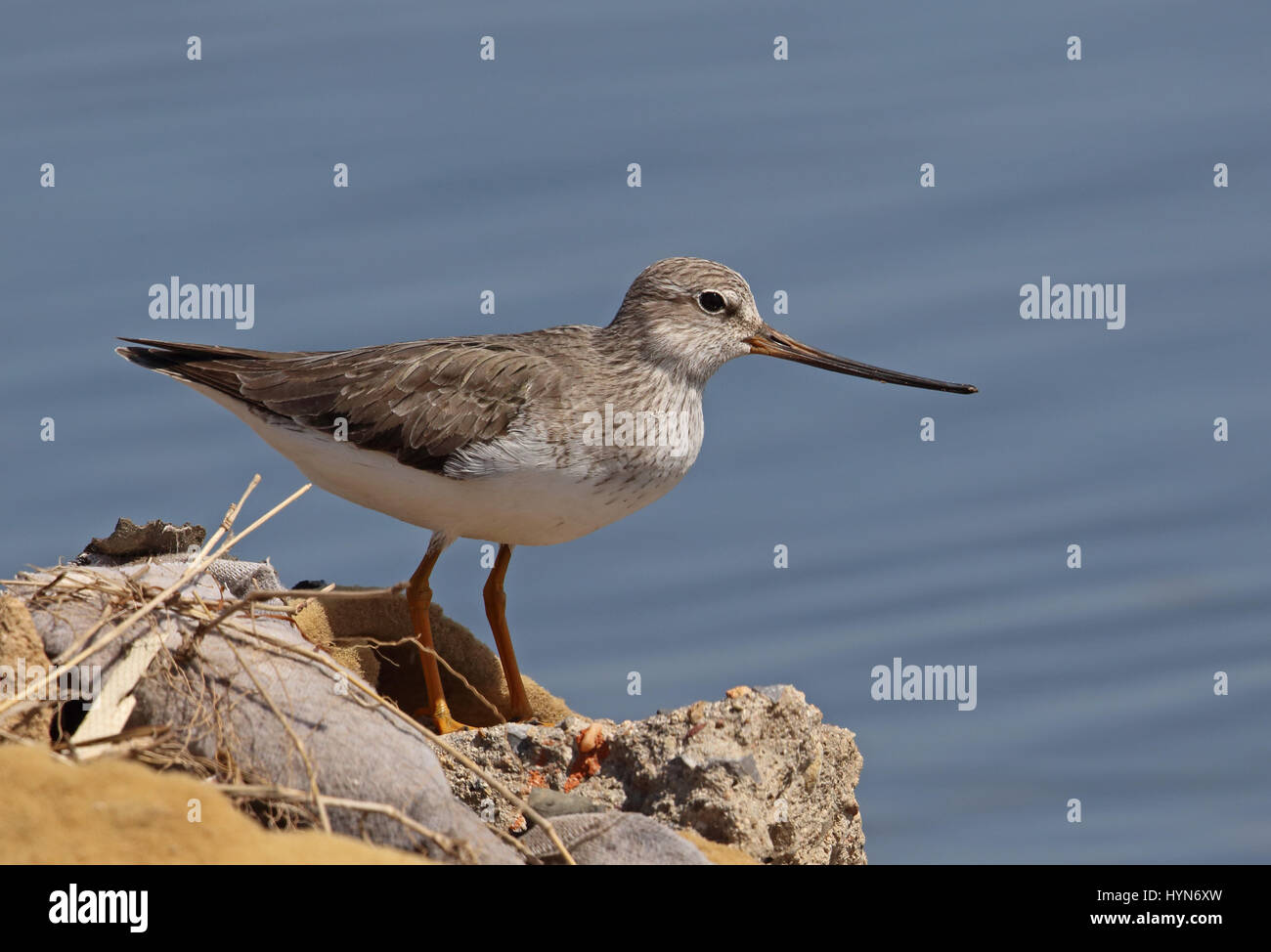 Terek Sandpiper (Xenus cinereus) adult standing on rubble by water ...