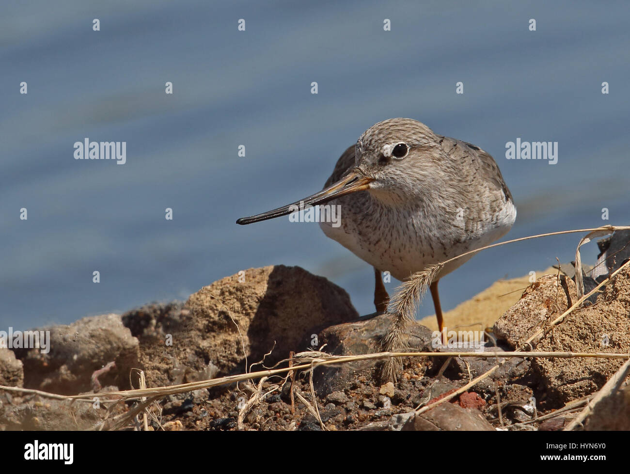 Terek Sandpiper (Xenus cinereus) adult standing on rubble by water ...