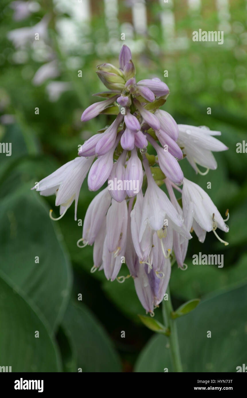 Flowering Hostas Stock Photos & Flowering Hostas Stock Images - Alamy