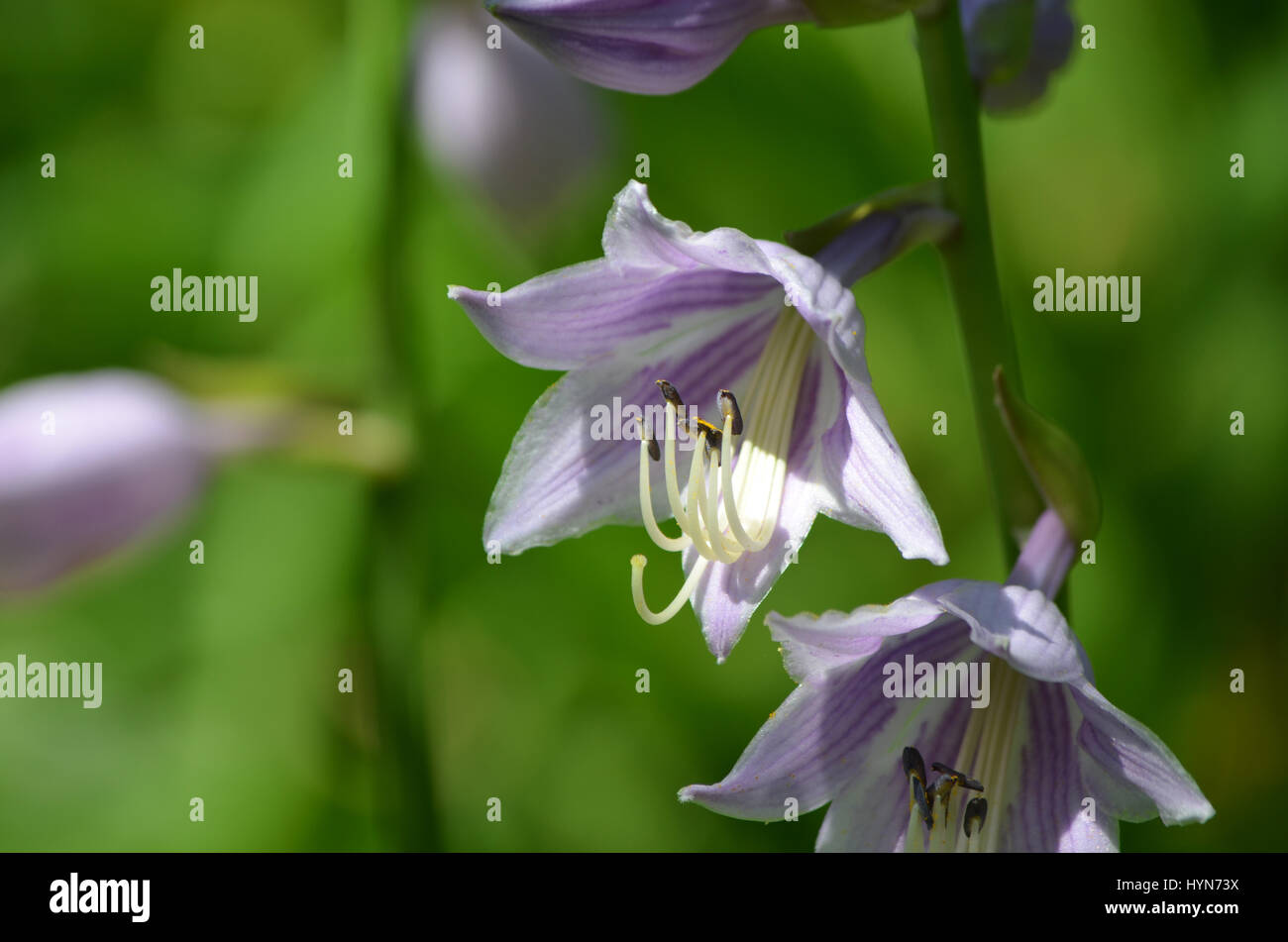 Blooming hosta plant flowering up close Stock Photo - Alamy
