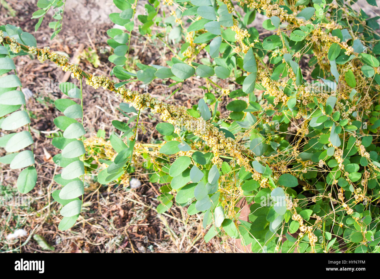 Dodder Genus Cuscuta is parasitic and totally dependent on other host ...