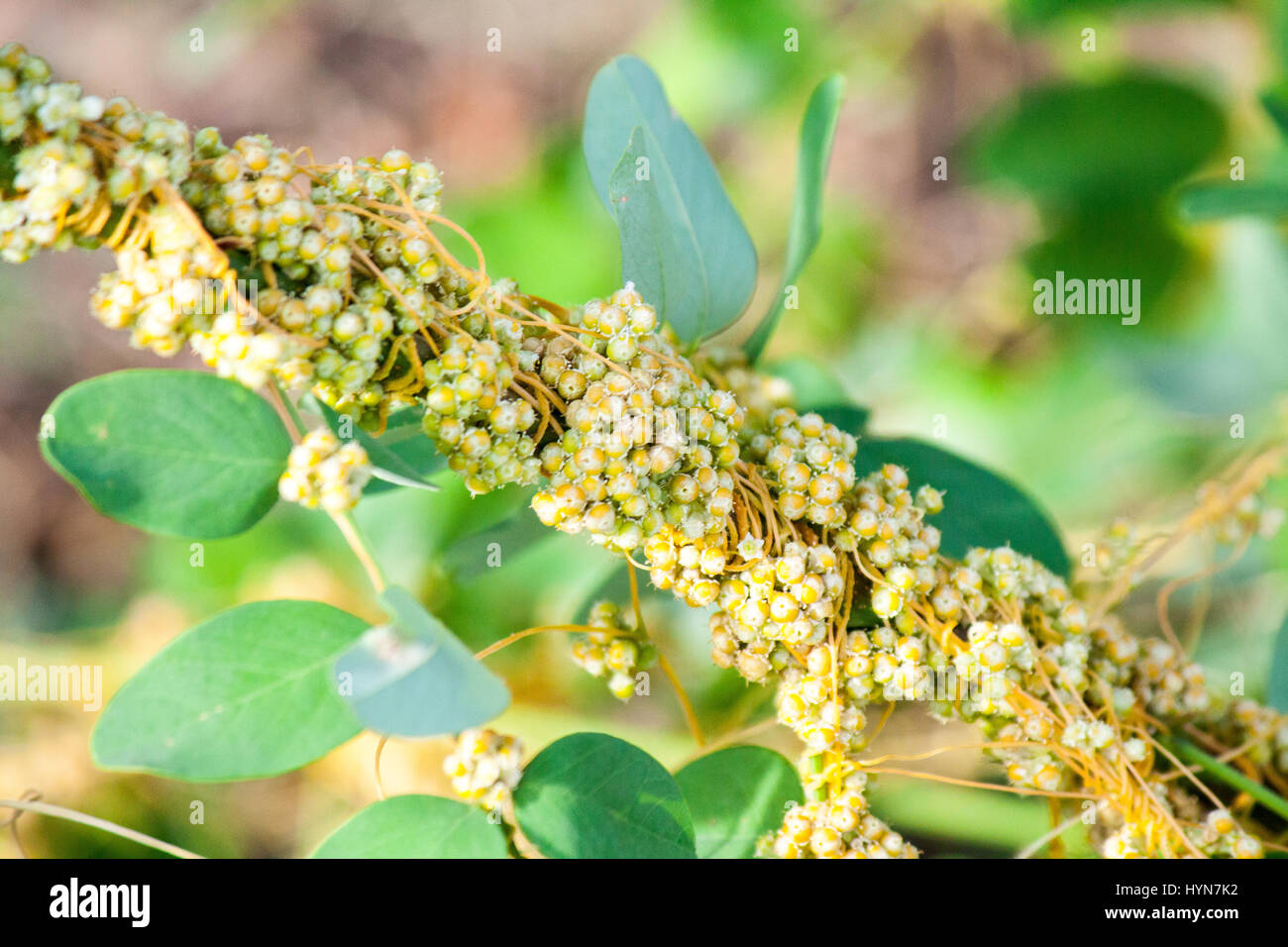 Dodder Genus Cuscuta is parasitic and totally dependent on other host ...