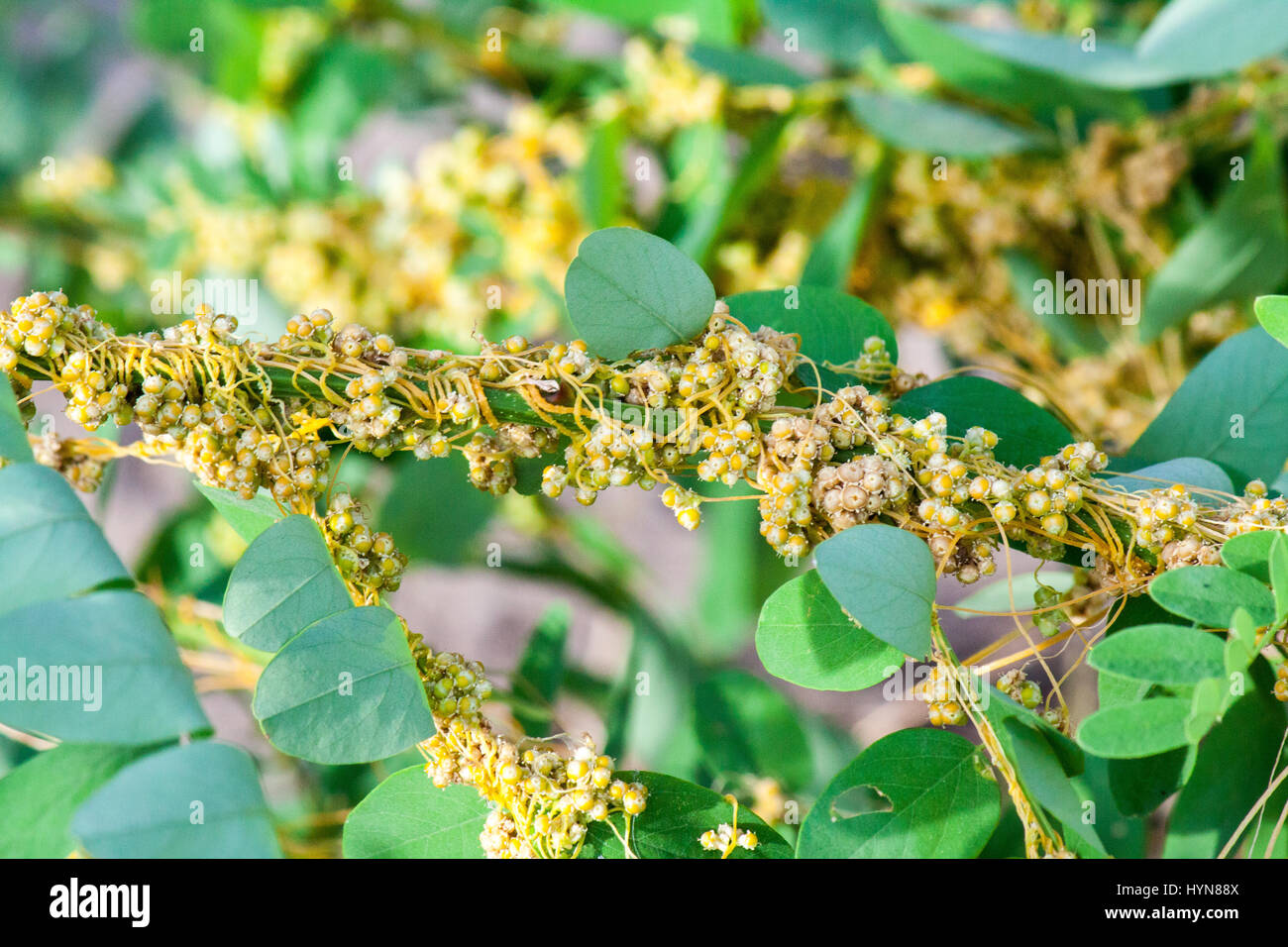 Dodder Genus Cuscuta is parasitic and totally dependent on other host ...