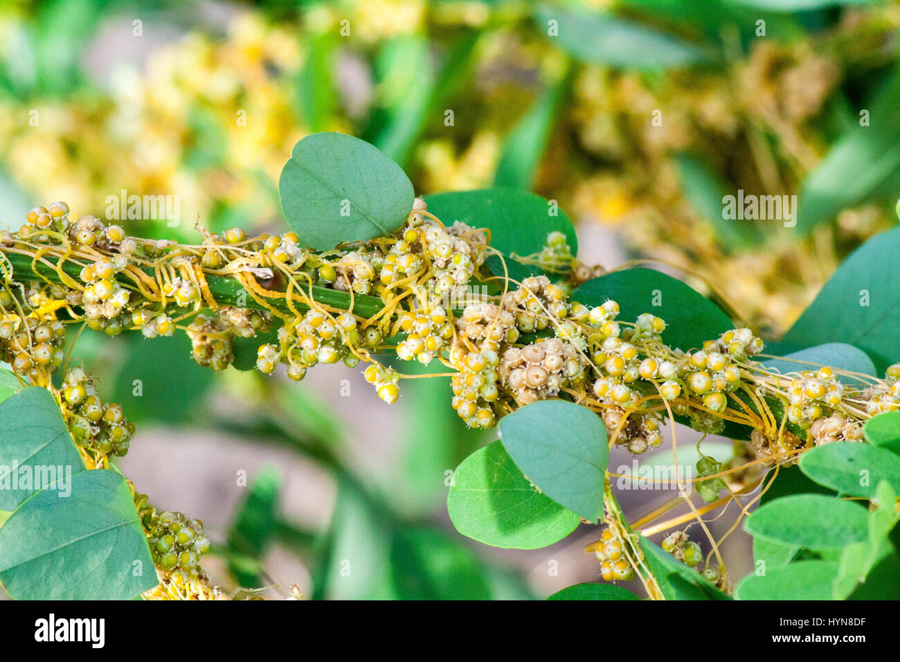 Dodder Genus Cuscuta is parasitic and totally dependent on other host ...