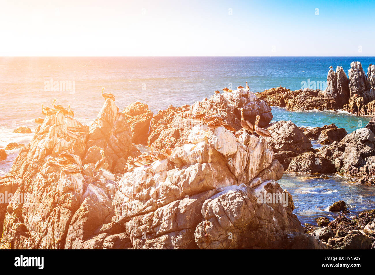 Ocean rocks with brown pelicans in Vina del Mar, Chile Stock Photo - Alamy