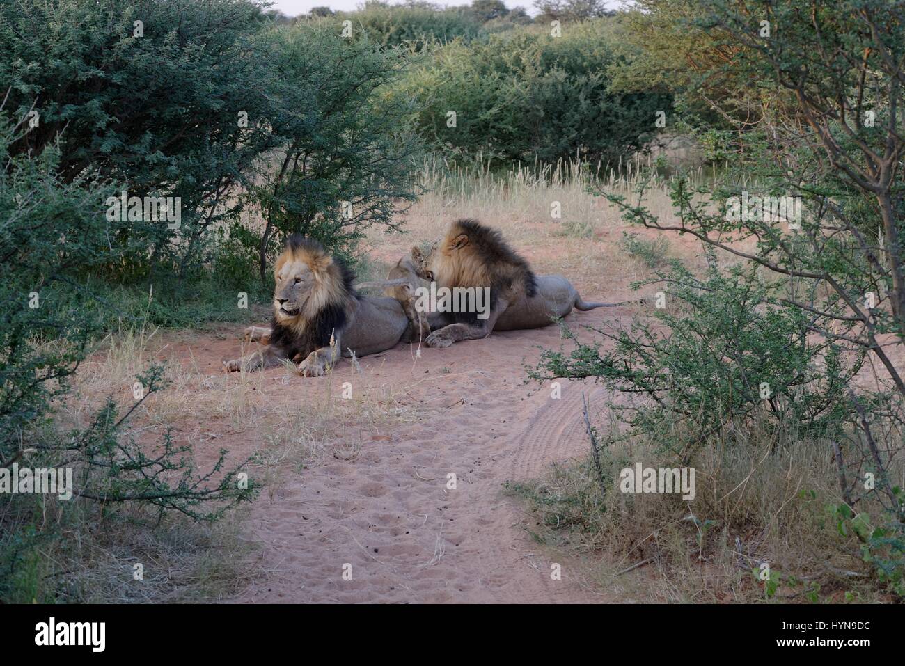 Kalahari lions captured in tswalu game reserve,the biggest private ...